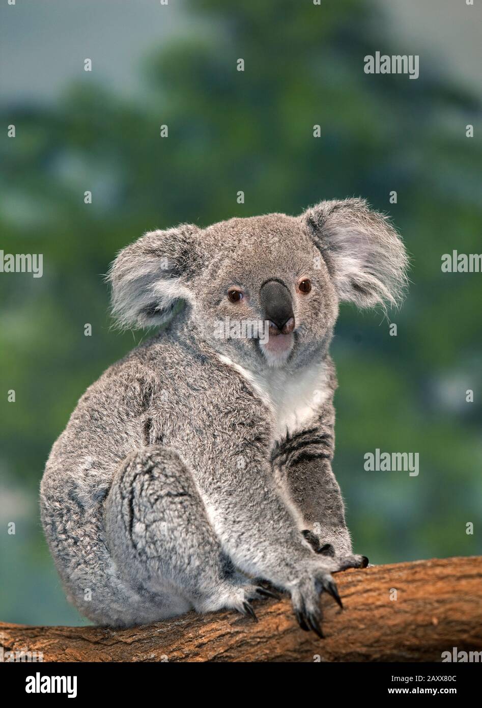 Koala standing hi-res stock photography and images - Alamy