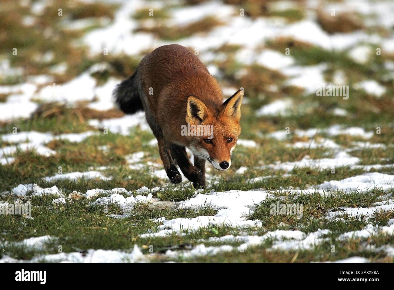 Red Fox, vulpes vulpes, Adult walking on Snow, Normandy Stock Photo - Alamy