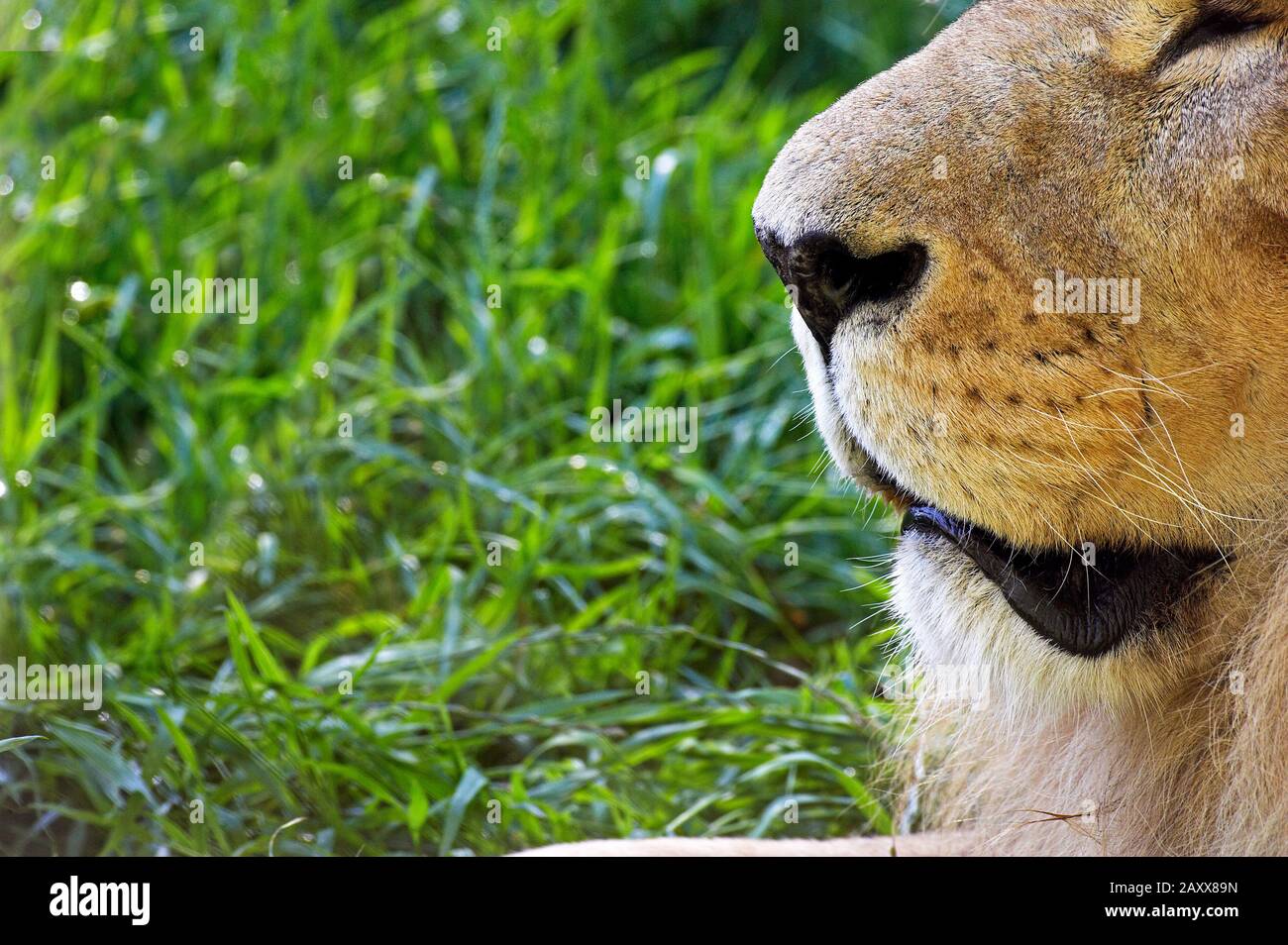 African Lion, panthera leo, Portrait of Male, Close Up of Nose Stock ...