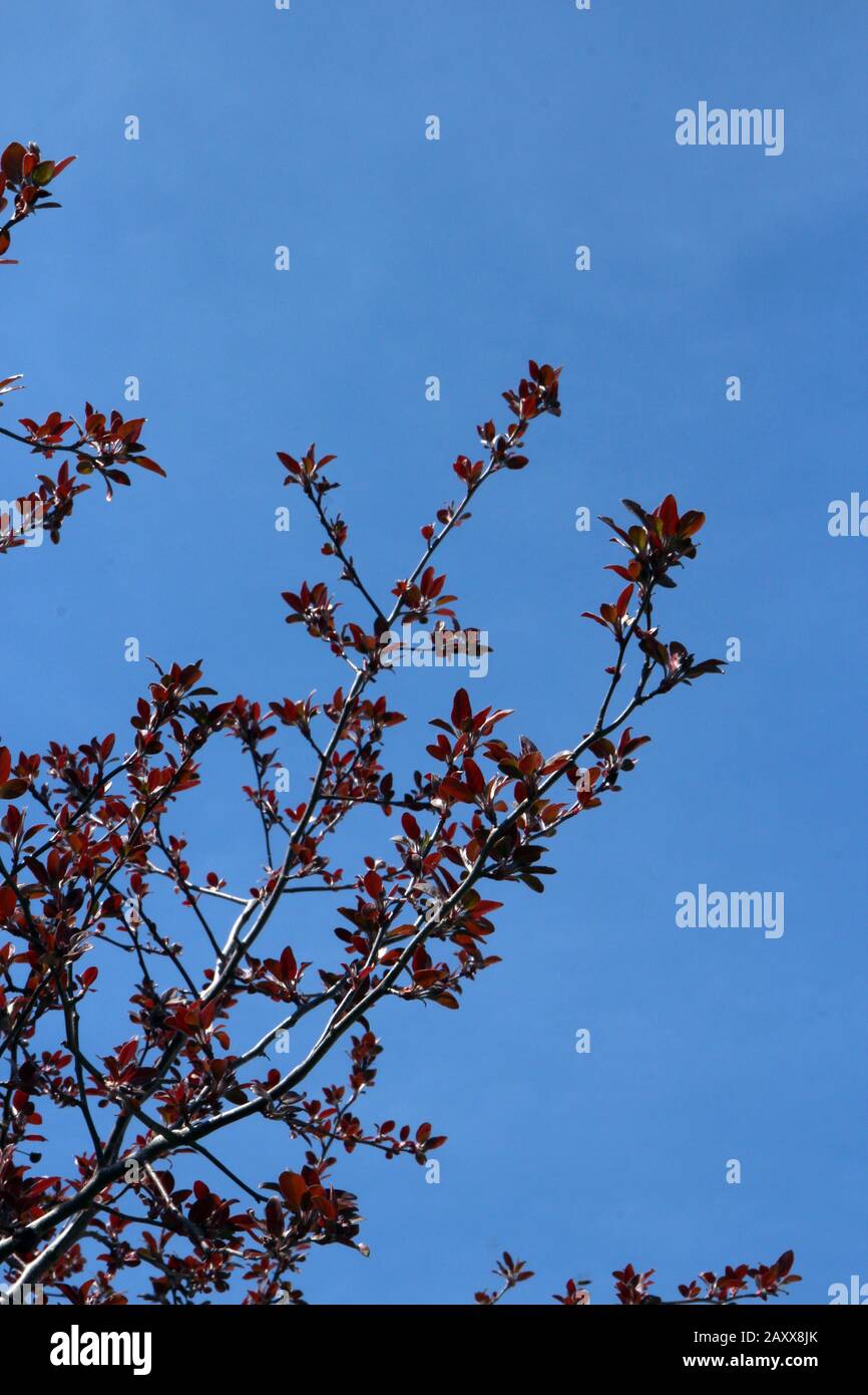 The top branches of a Crimson King Maple Tree with young, red leaves ...
