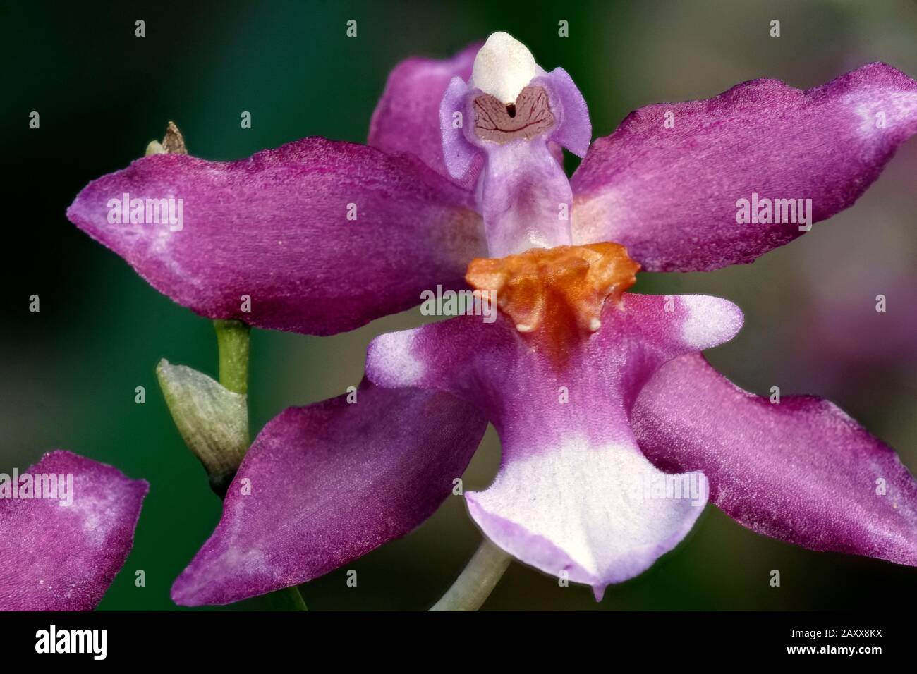 Close-up of the real blooming flower - orchid phalaenopsis Stock Photo ...