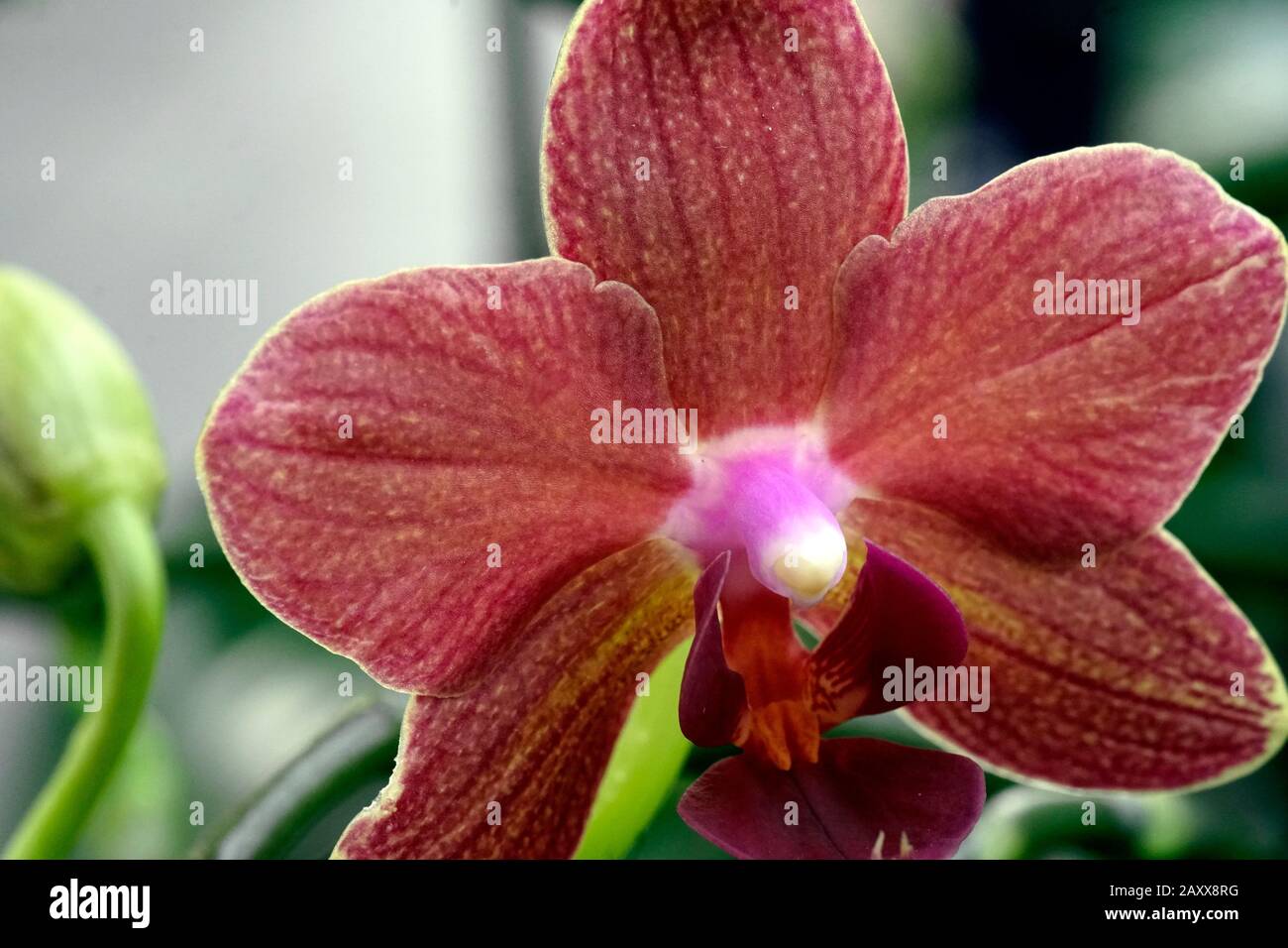 Real flower hi-res stock photography and images - Alamy