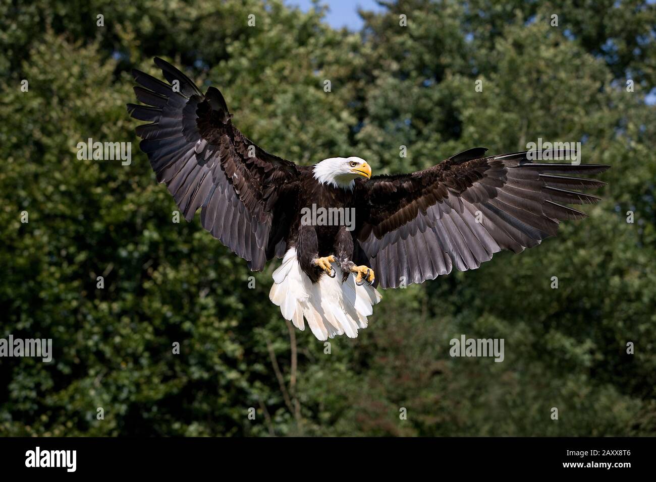Bald Eagle, haliaeetus leucocephalus, Adult in Flight Stock Photo - Alamy