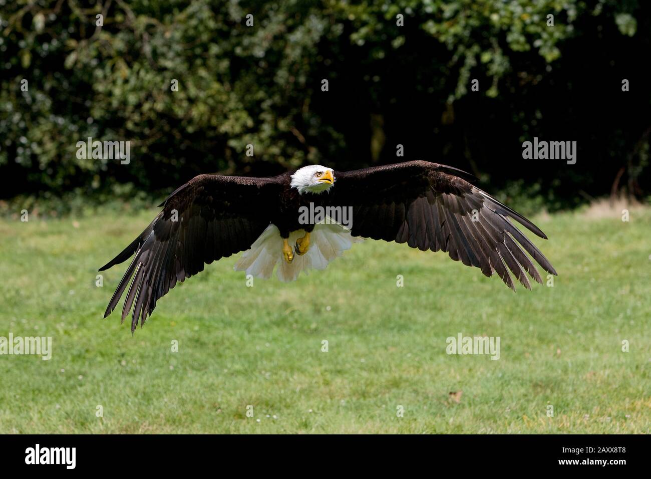 Bald Eagle, haliaeetus leucocephalus, Adult in Flight Stock Photo - Alamy
