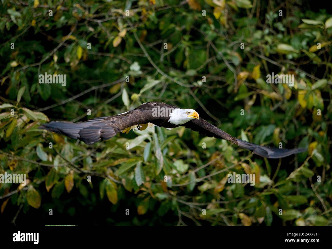Bald Eagle, haliaeetus leucocephalus, Adult in Flight Stock Photo - Alamy