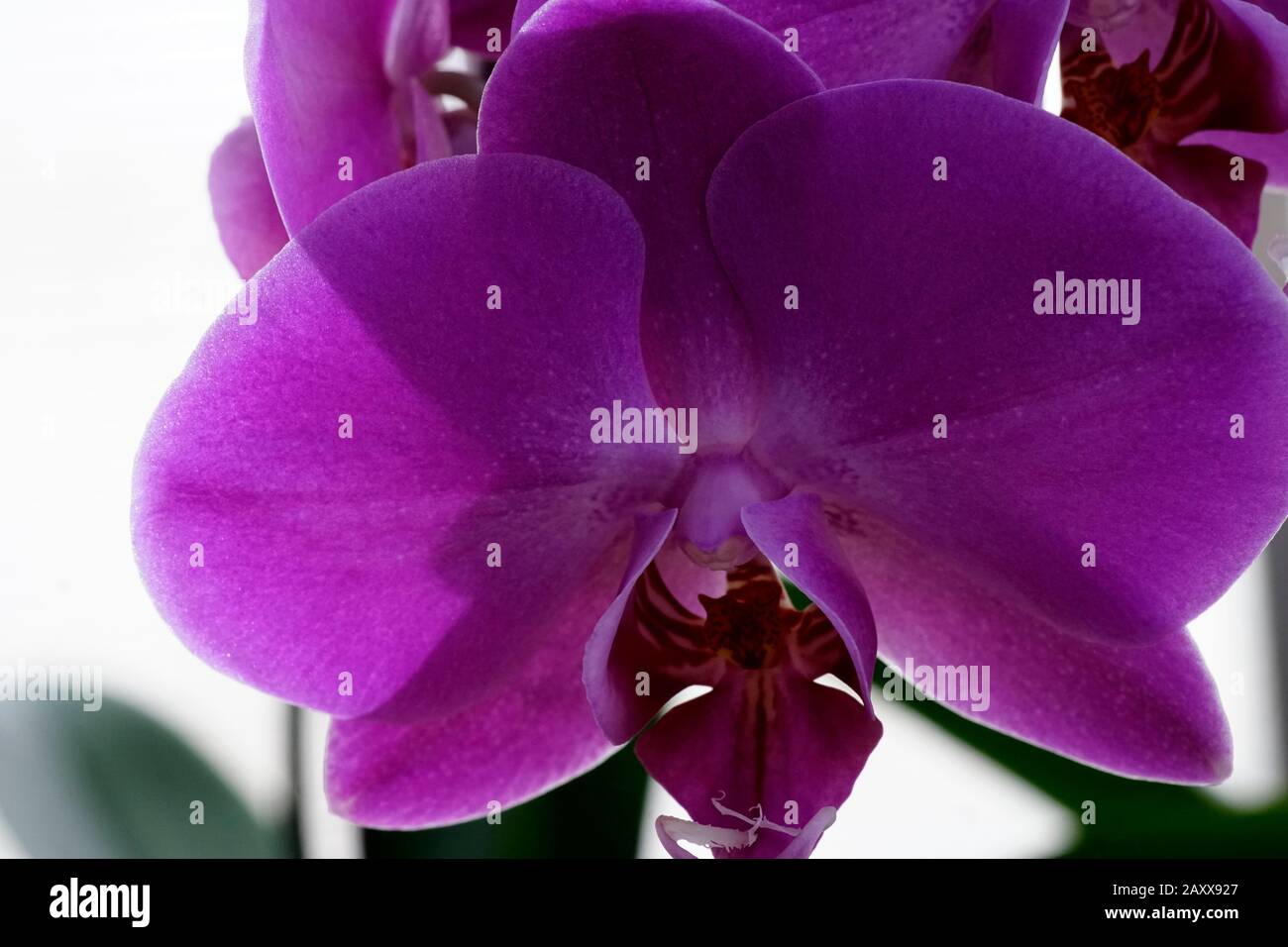 Real flower hi-res stock photography and images - Alamy