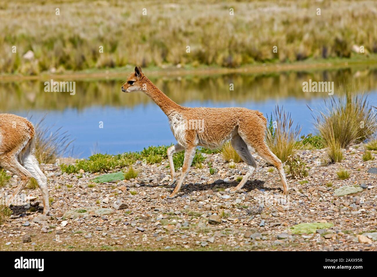 Vicuna, vicugna vicugna, Pampas Galeras Reserve in Peru Stock Photo - Alamy