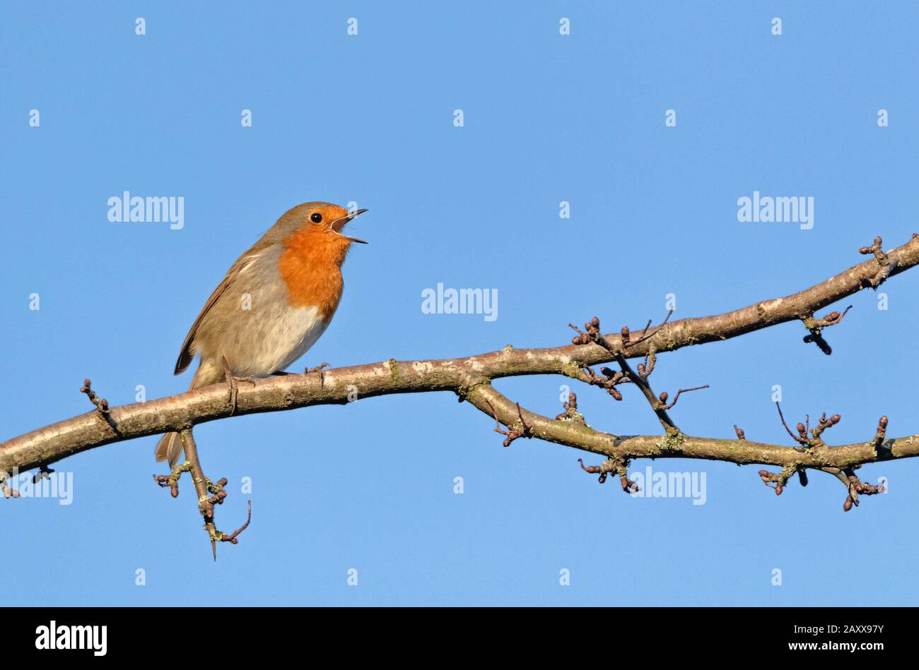 Robin with beak open hi-res stock photography and images - Alamy