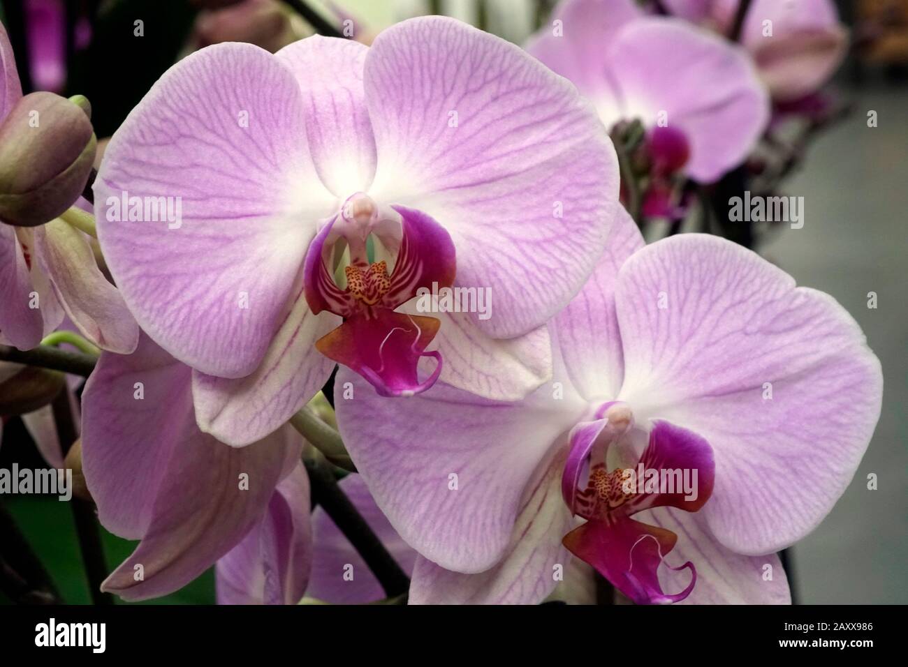 Real flower hi-res stock photography and images - Alamy