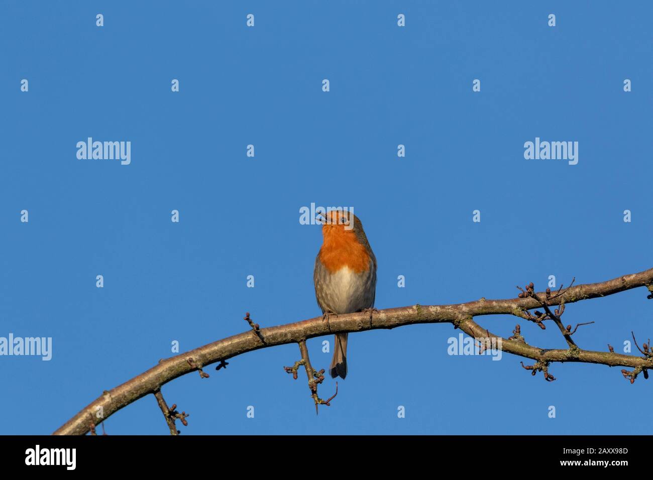 Robin with open beak hi-res stock photography and images - Alamy