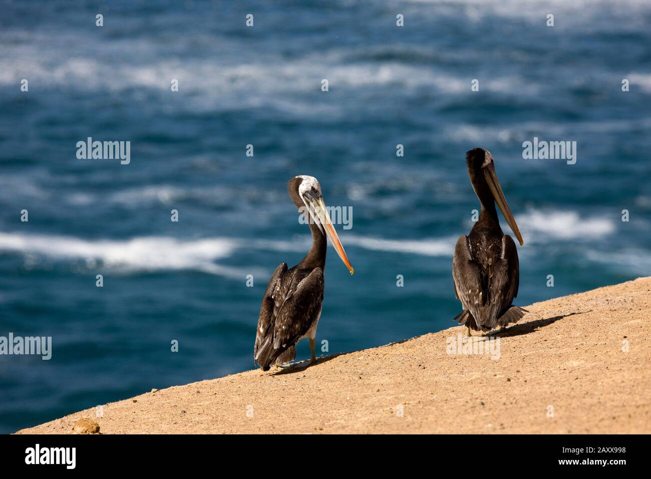 Peruvian Pelican, pelecanus thagus, Adults standing on Beach, Ballestas ...