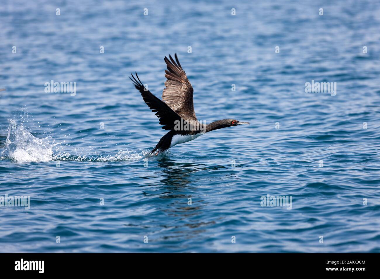 Guanay Cormorant, phalacrocorax bougainvillii, Adult in Flight ...