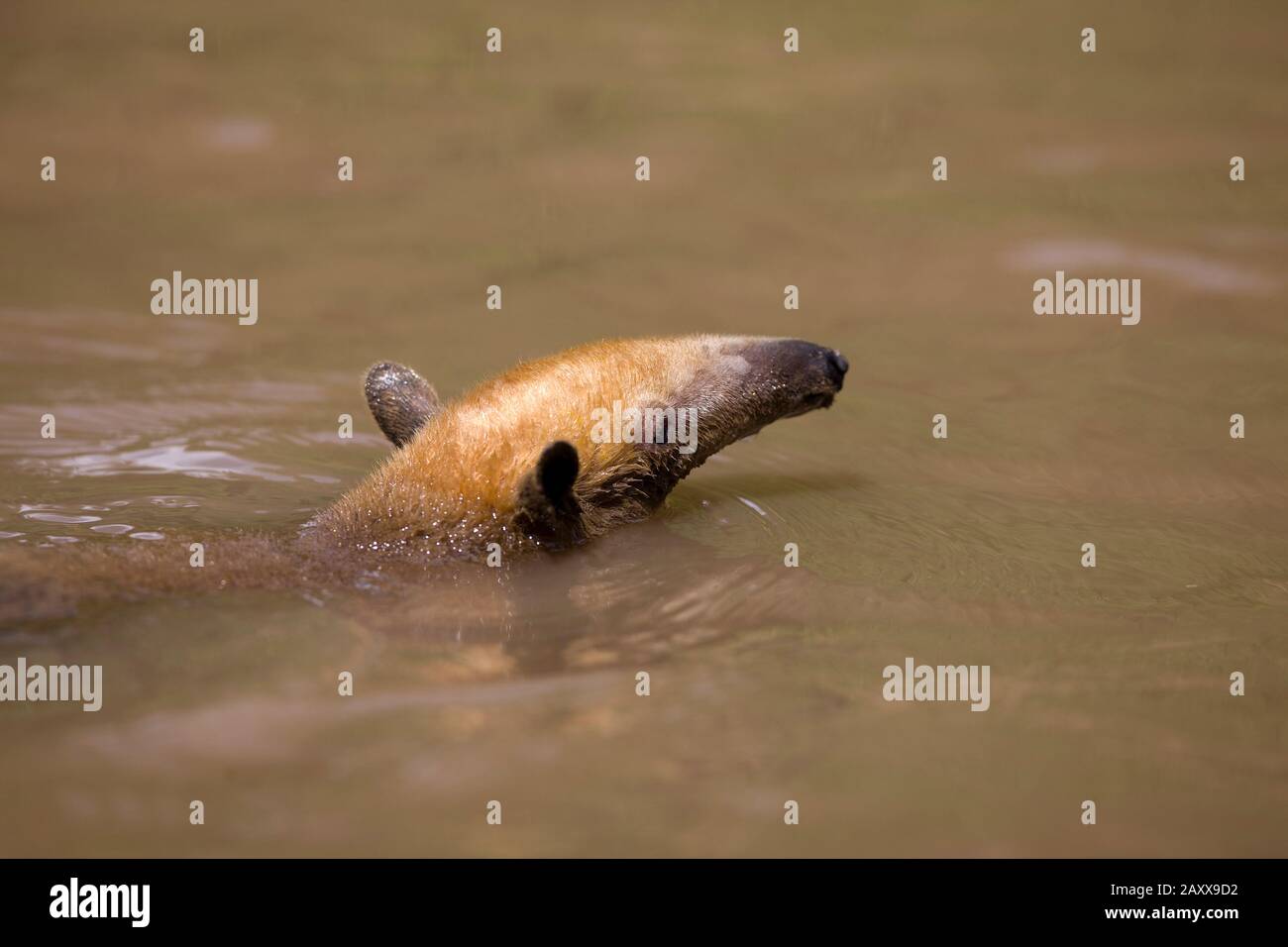 Southern Anteater, tamandua tetradactyla, Adult crossing The Madre De ...