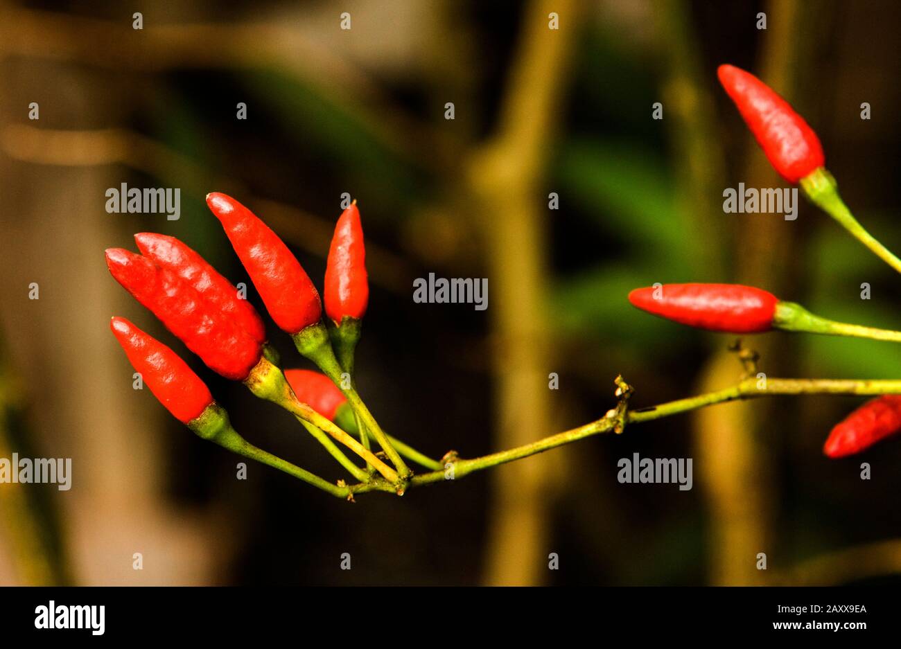 Bird Chilli Pepper, capsicum frutescens, Peru Stock Photo - Alamy