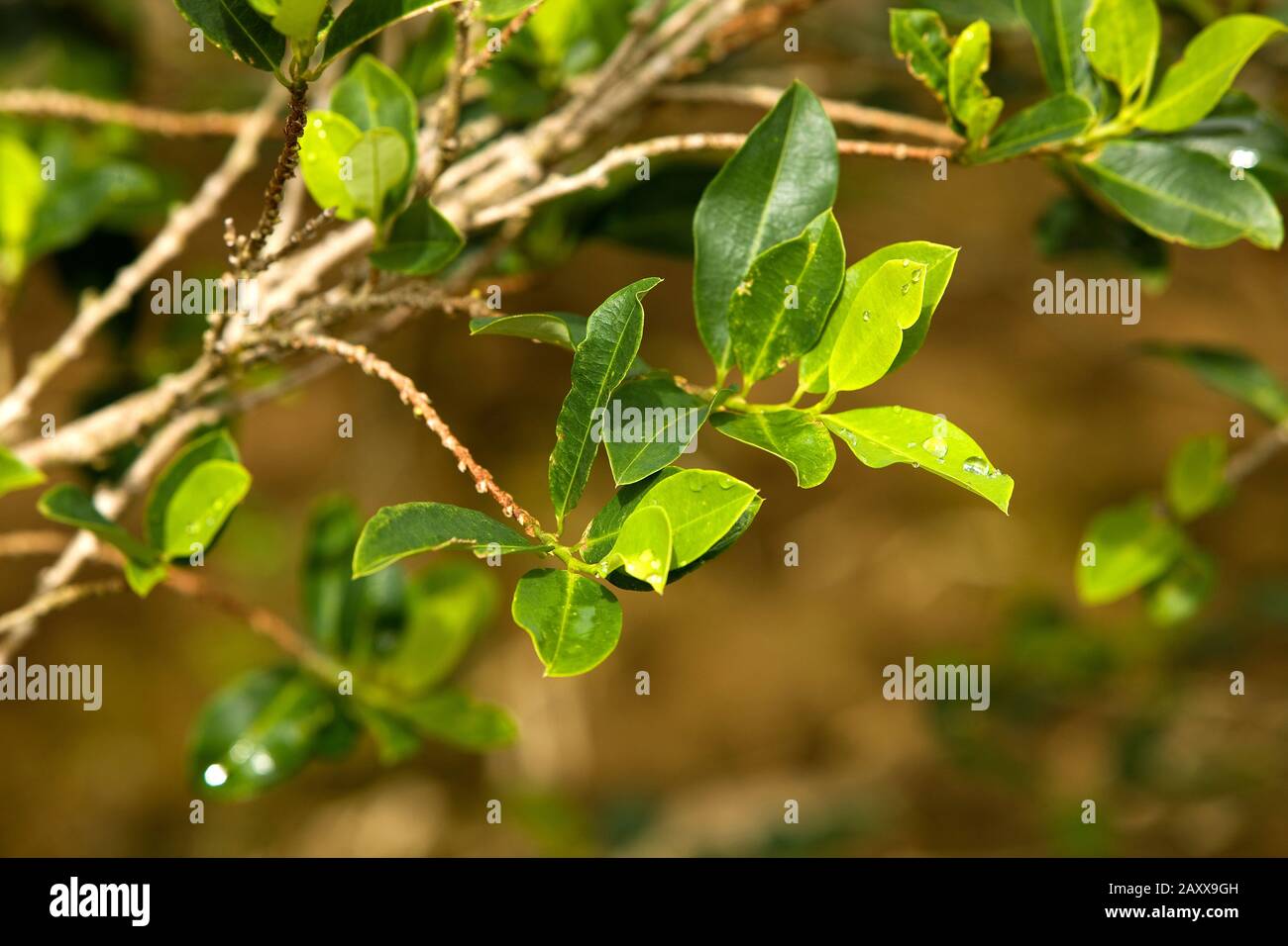 Coca leaf production hi-res stock photography and images - Alamy