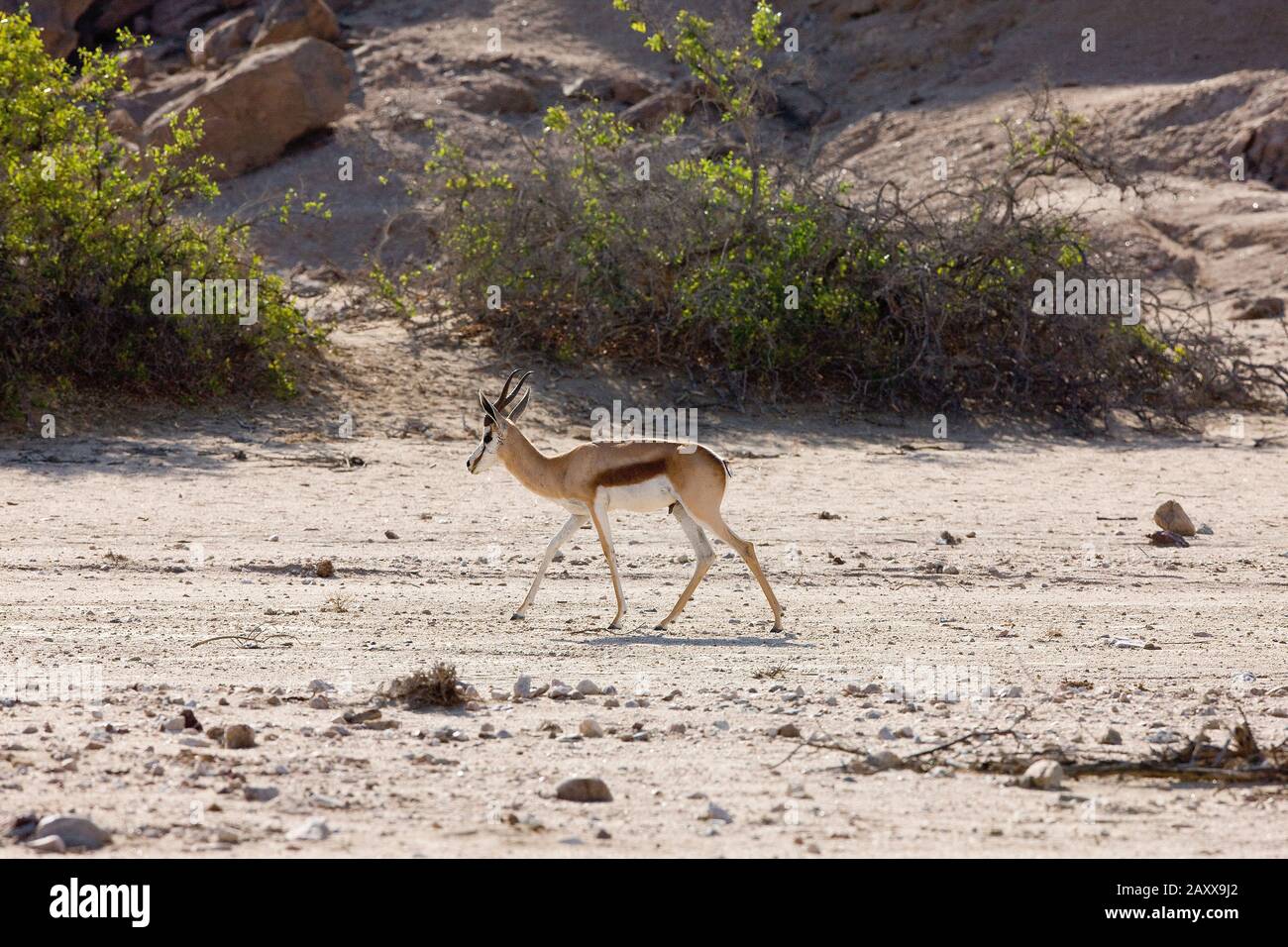 Springbok, antidorcas marsupialis, Adult in Namib Desert in Namibia ...