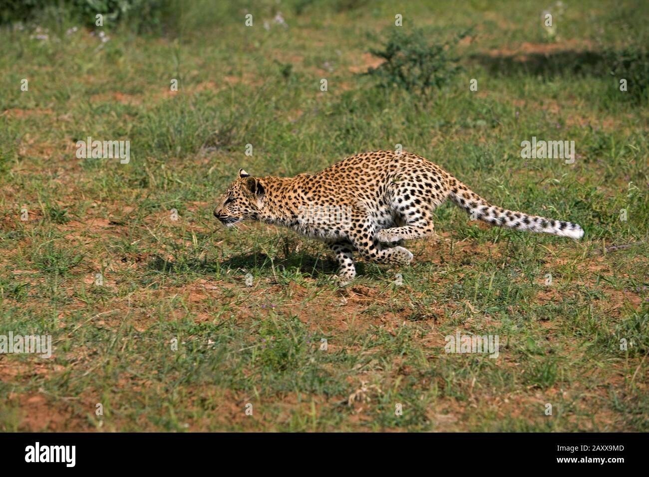 Leopard, panthera pardus, 4 Months old Cub running, Namibia Stock Photo ...