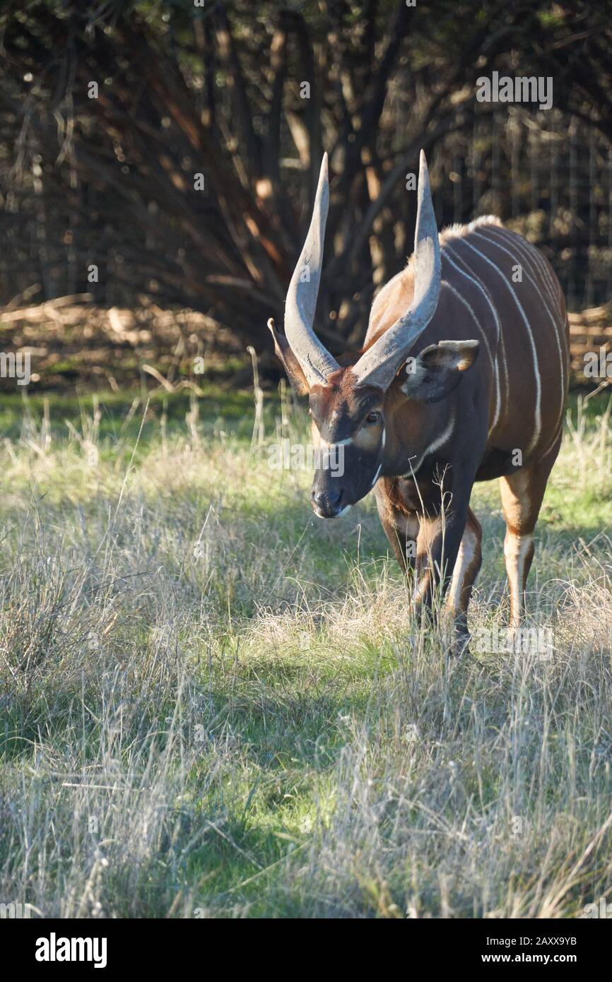 African bongo hi-res stock photography and images - Alamy
