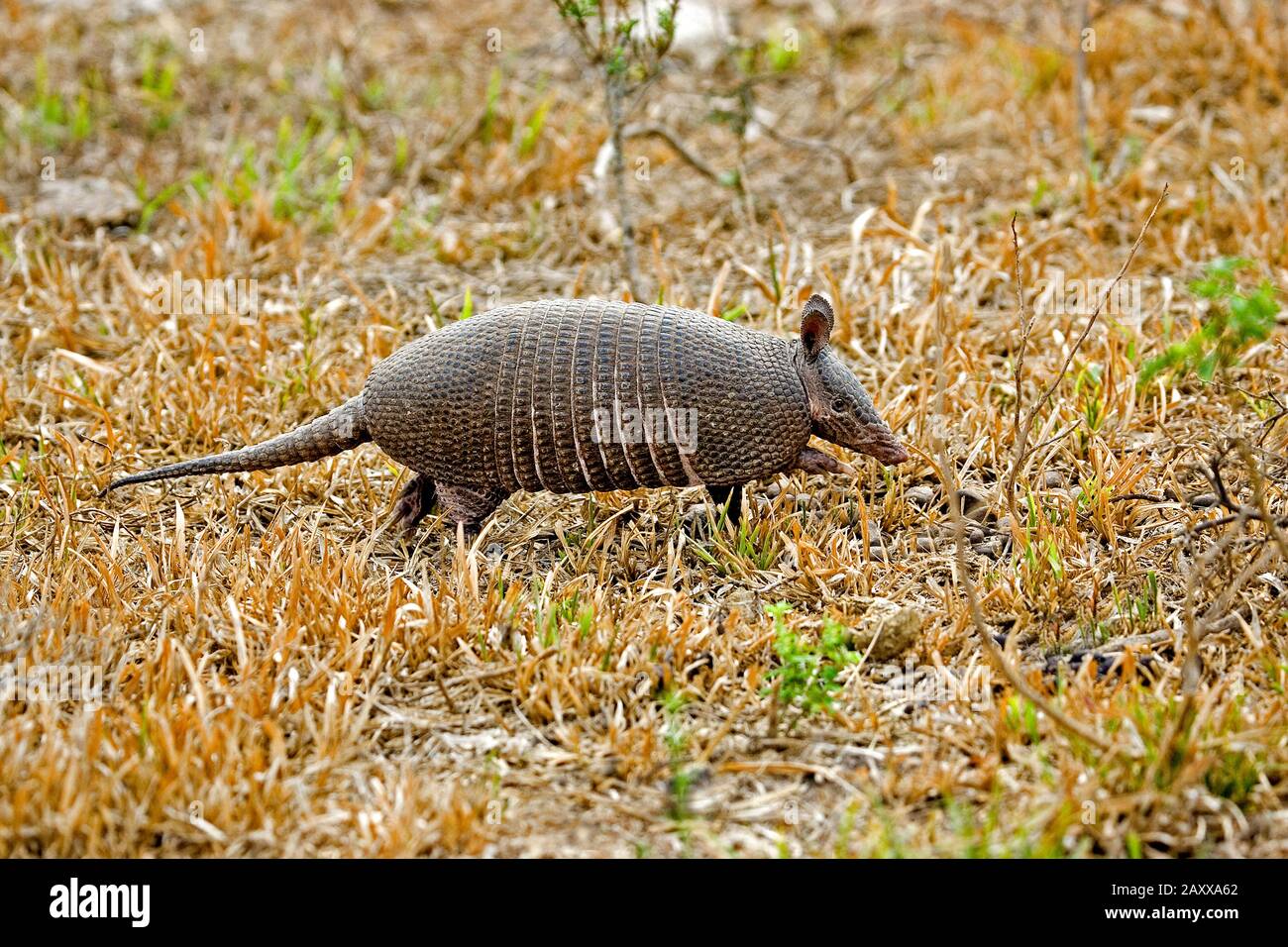 Nine banded armadillo dasypus novemcinctus adult hi-res stock ...
