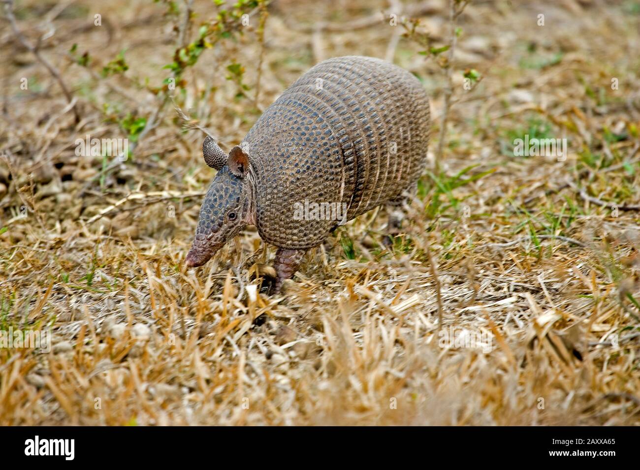 Nine banded armadillo dasypus novemcinctus adult hi-res stock ...