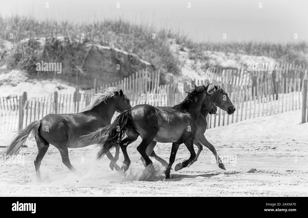 Outer Banks wild mustangs running on beach Stock Photo - Alamy