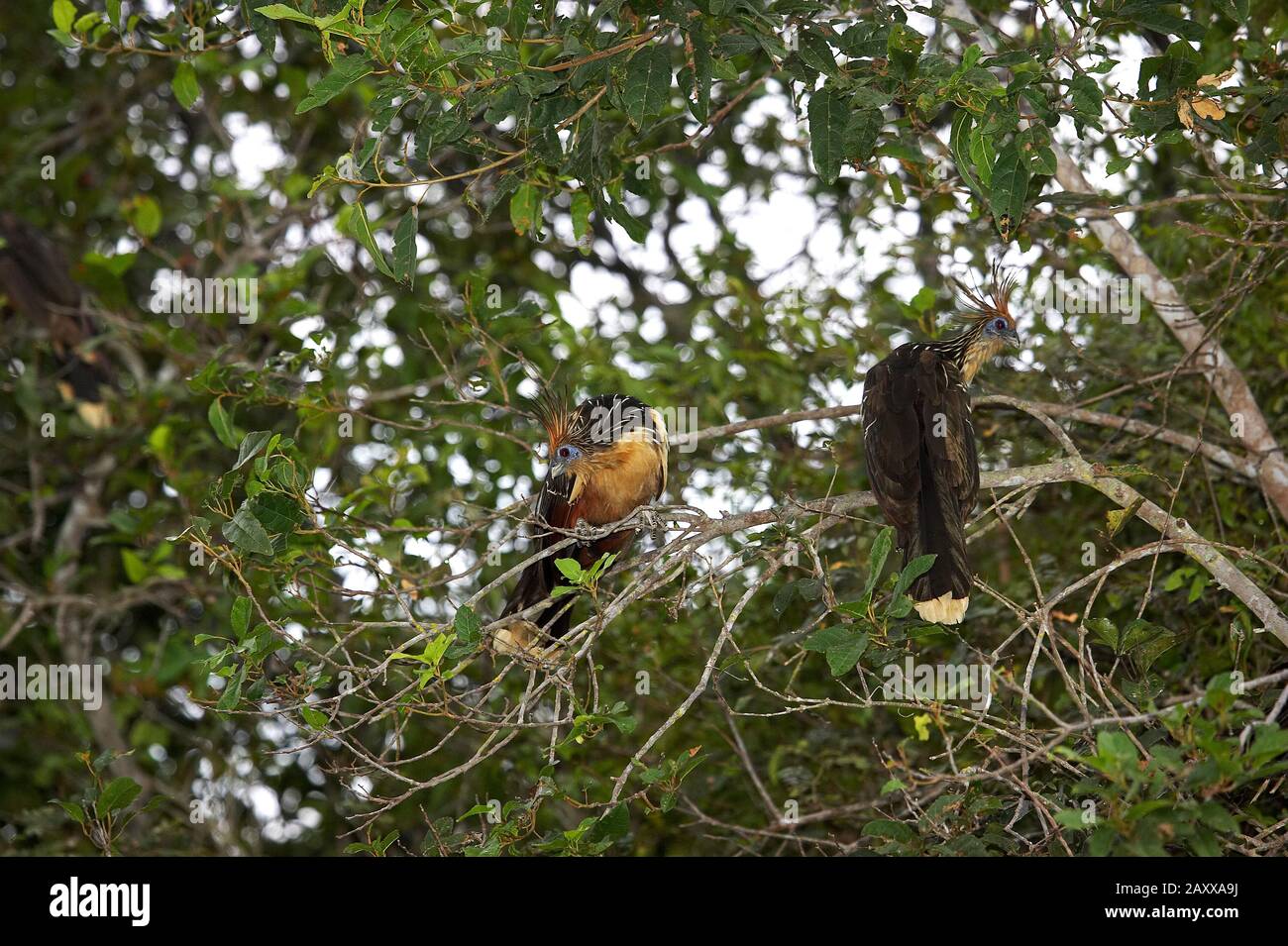 Hoatzin opisthocomus hoazin in tree hi-res stock photography and images ...