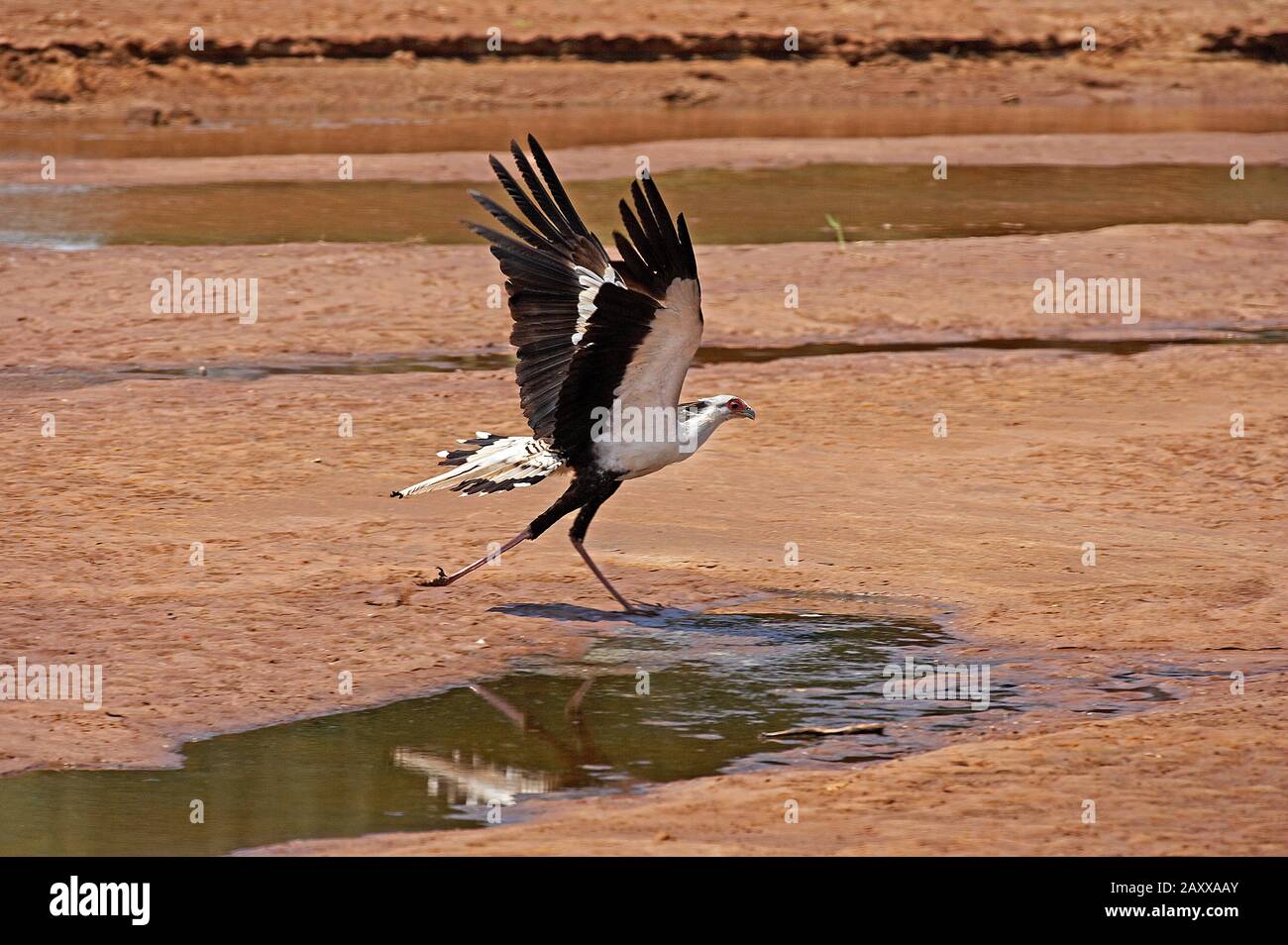 Secretary Bird, sagittarius serpentarius, Adult in Flight, Taking off ...