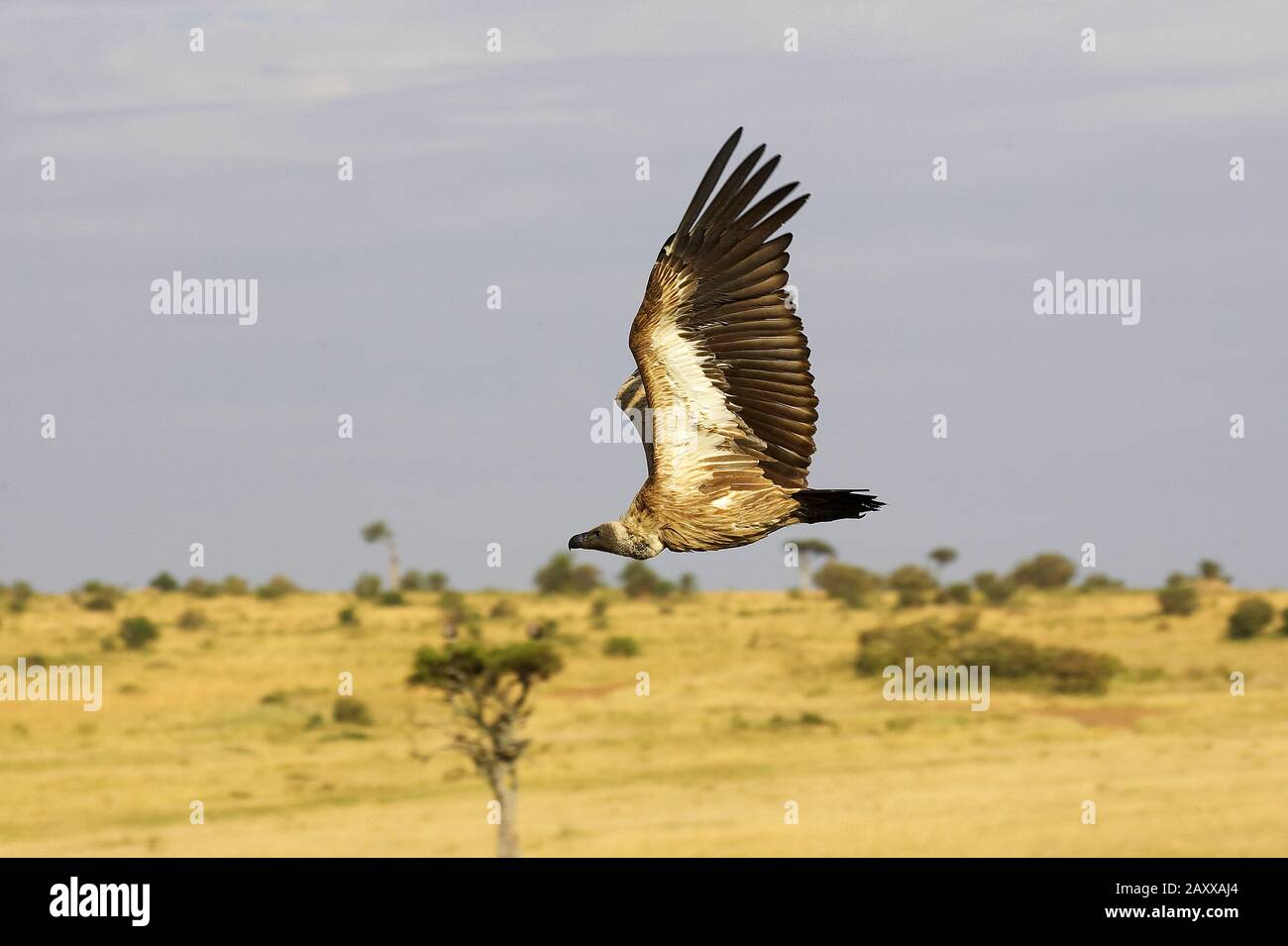 African White Backed Vulture, gyps africanus, Adult in Flight, Masai ...