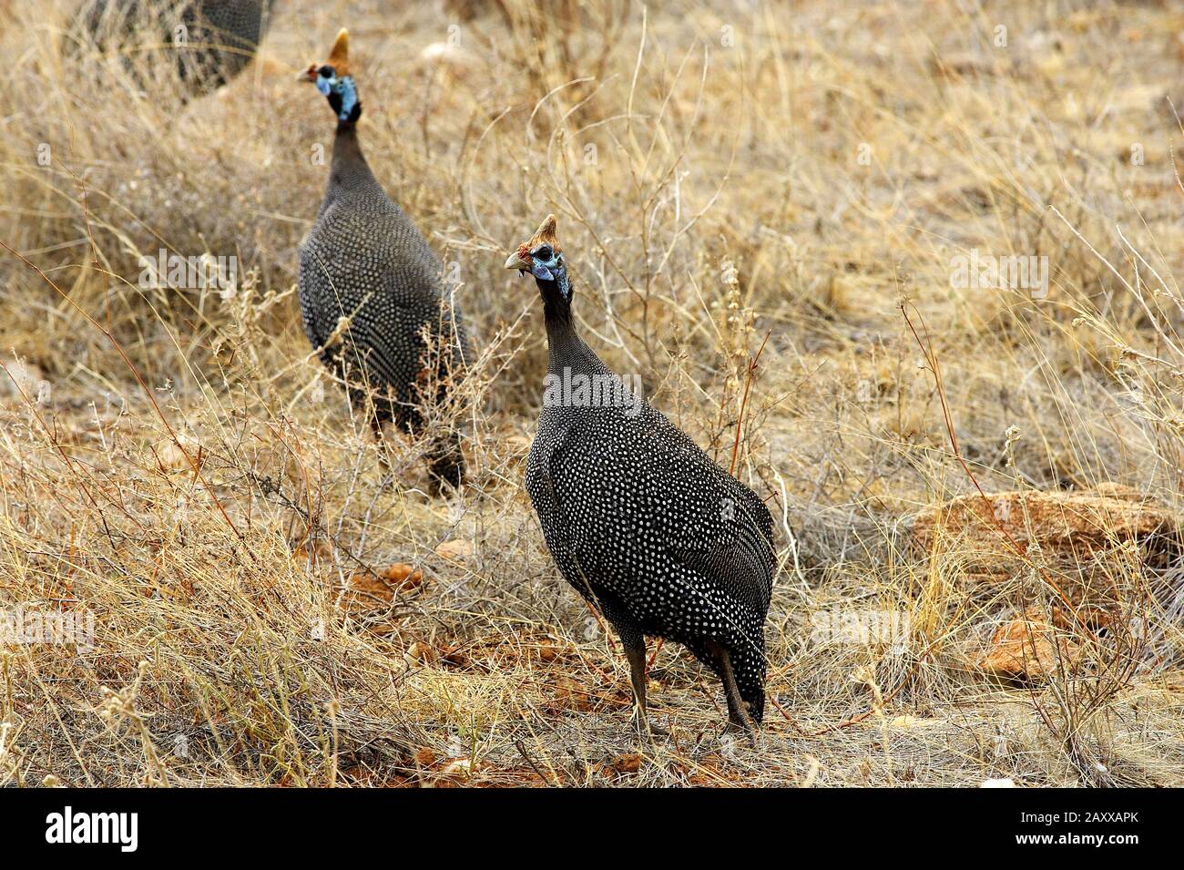 Helmeted Guineafowl, numida meleagris, Masai Mara Park in Kenya Stock ...