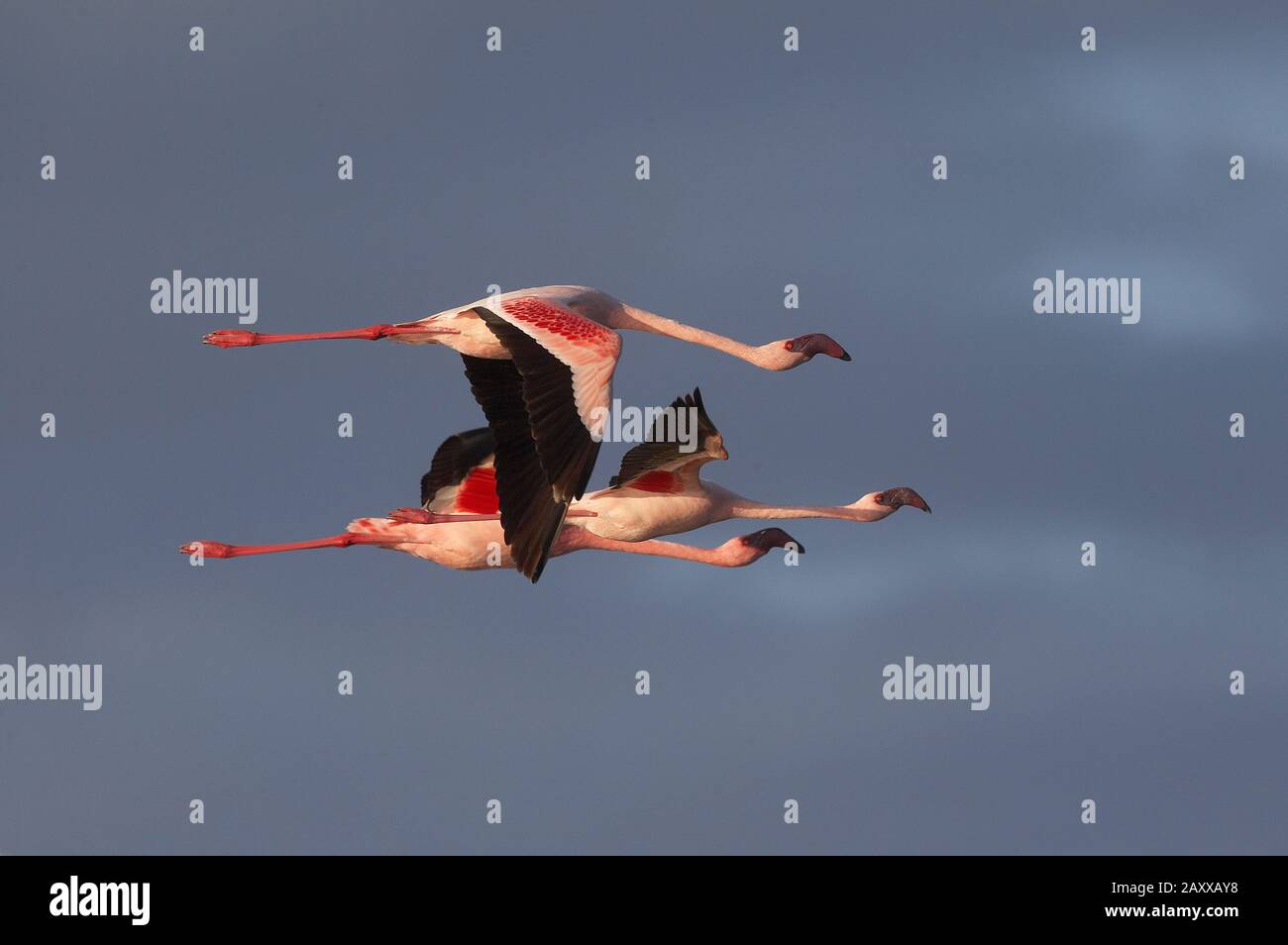 Lesser Flamingo, phoenicopterus minor, Group in Flight, Nakuru Lake in ...