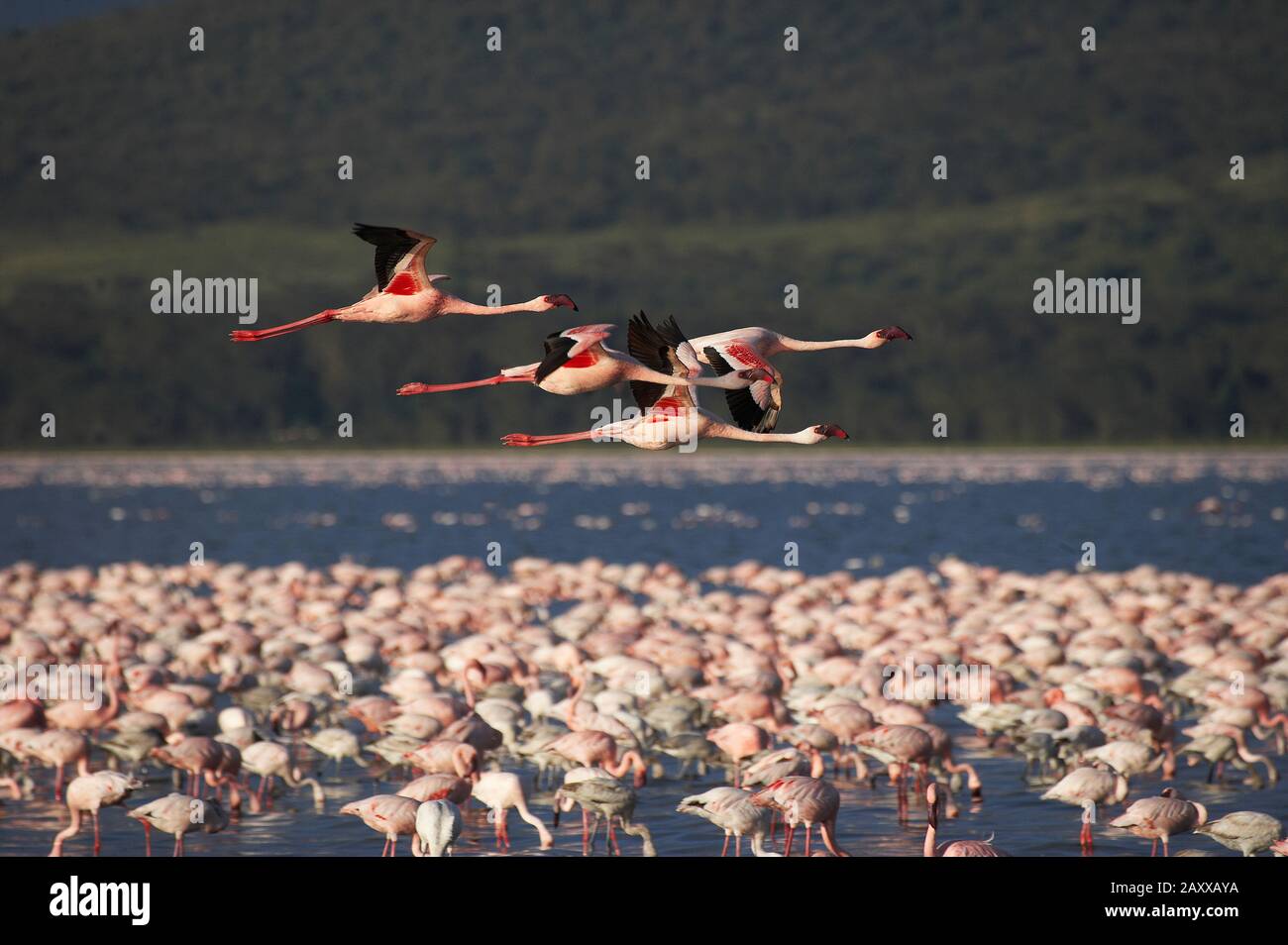 Lesser Flamingo, phoenicopterus minor, Group in Flight, Nakuru Lake in ...