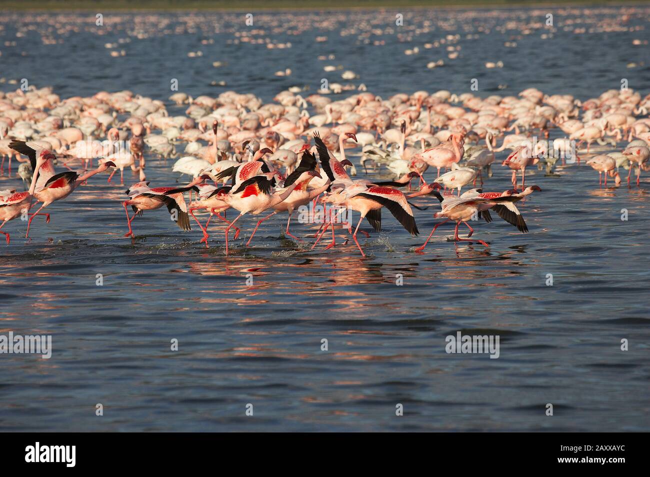Lesser Flamingo, phoenicopterus minor, Group in Flight, Taking off From ...
