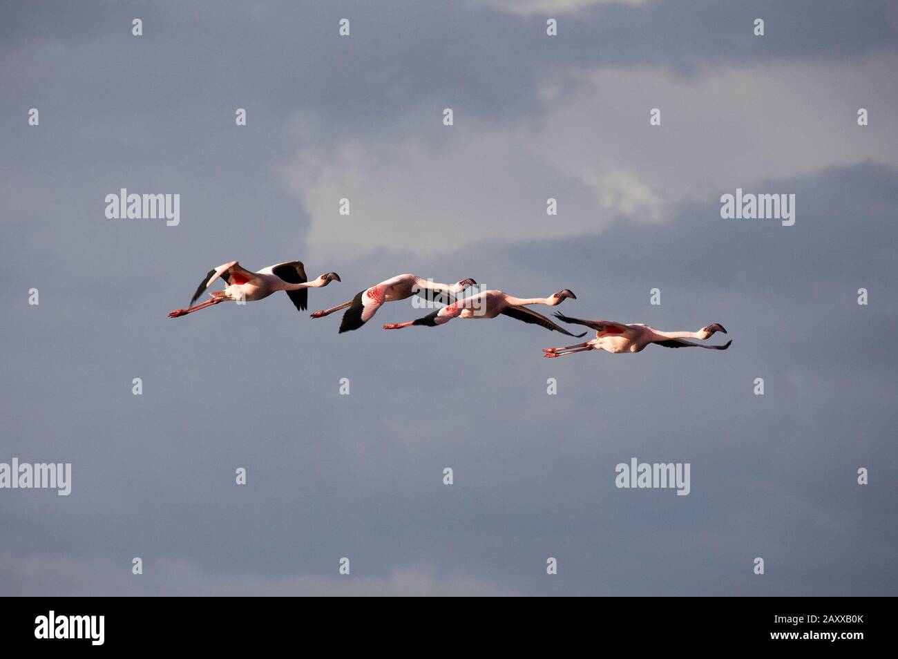 Lesser Flamingo, phoenicopterus minor, Group in Flight, Nakuru Lake in ...