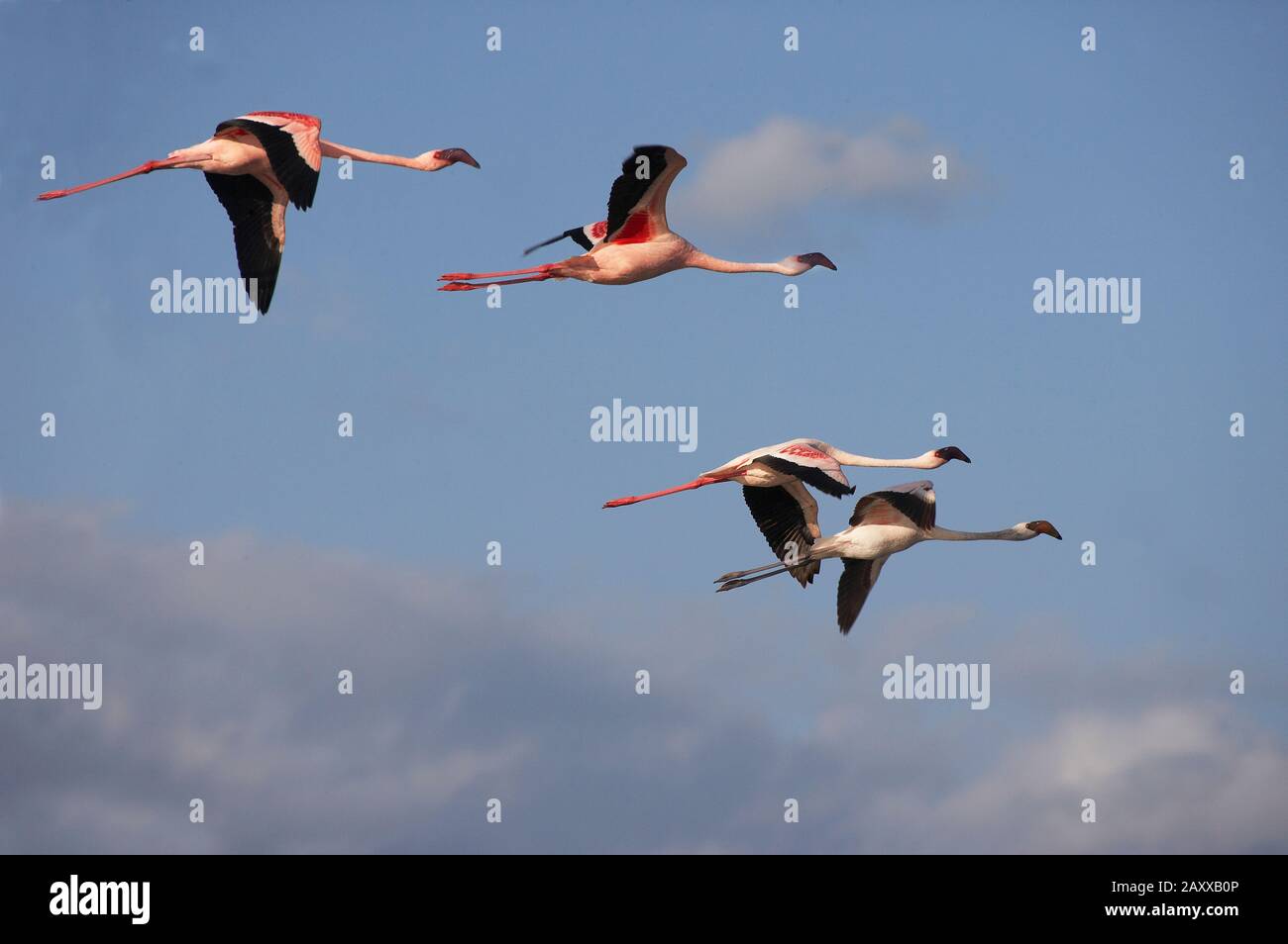 Lesser Flamingo, phoenicopterus minor, Group in Flight, Nakuru Lake in ...