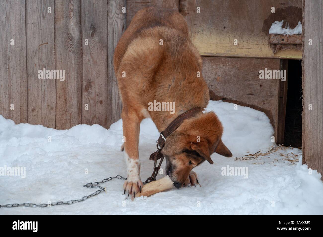 Frozen dog face hi-res stock photography and images - Alamy