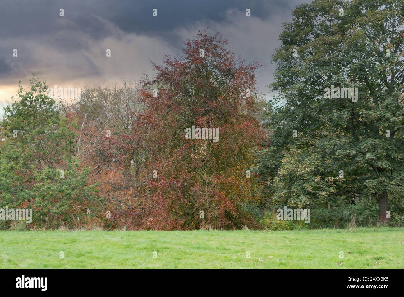 Scottish Country Park at the start of winter with the winter colours ...