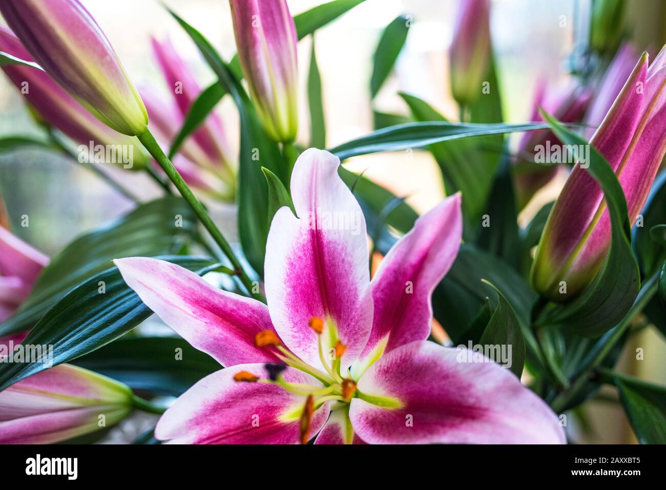 Beautiful Lilies on display Stock Photo - Alamy