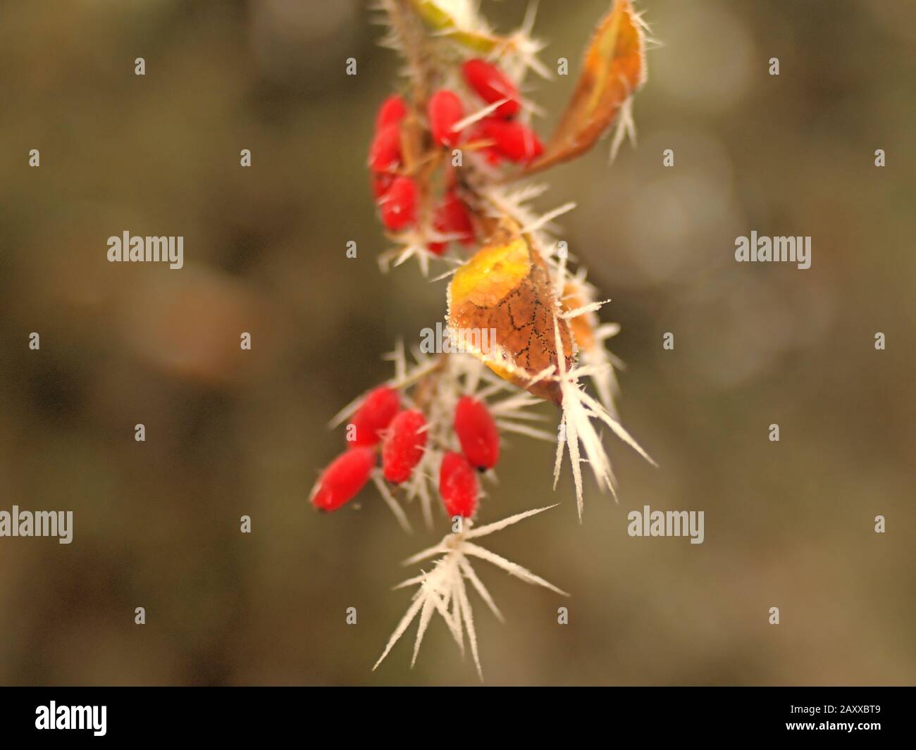 Plant, close-up, beauty in Nature, fragility, focus on foreground ...