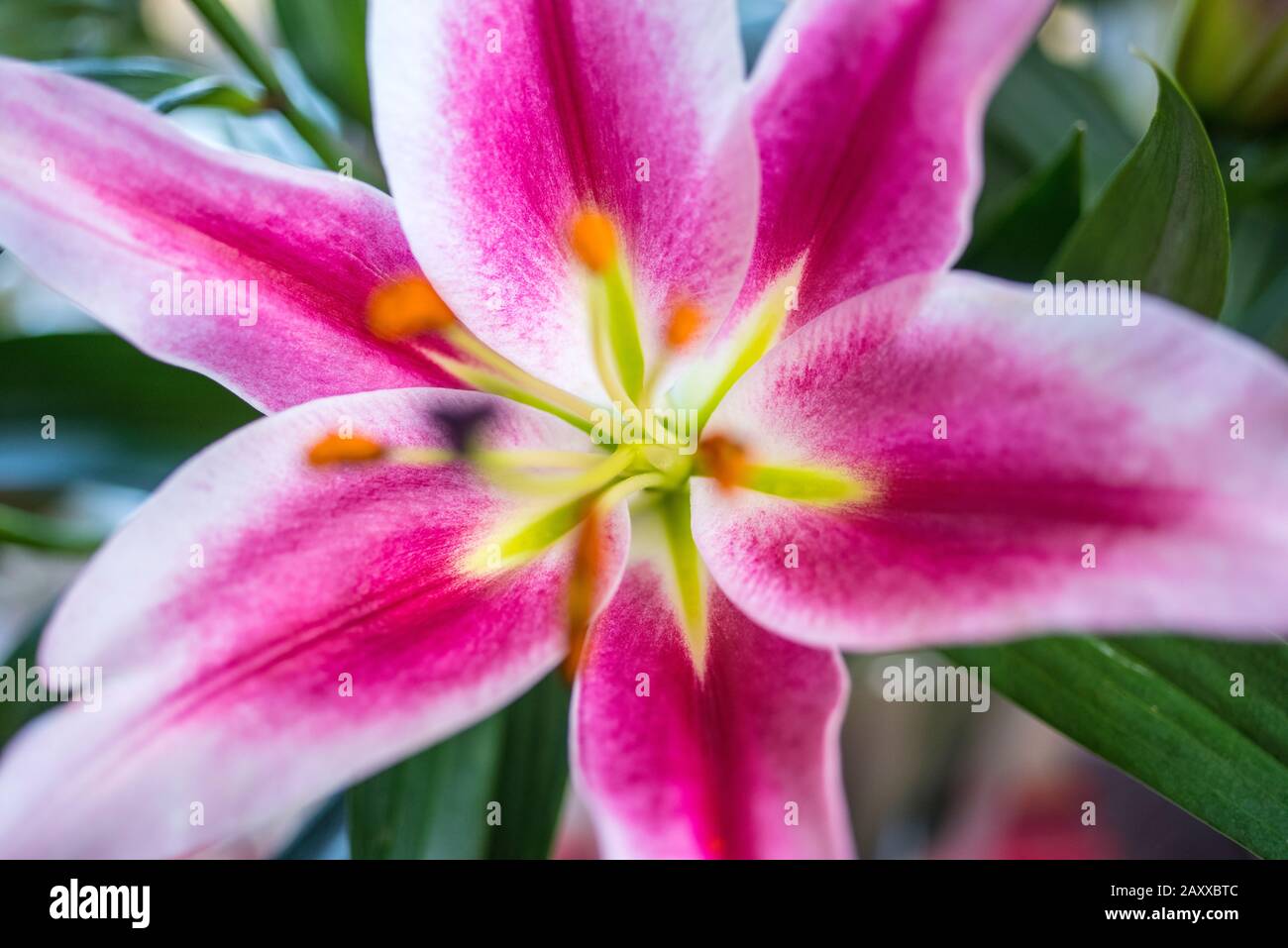 Extreme close up lilium hi-res stock photography and images - Alamy