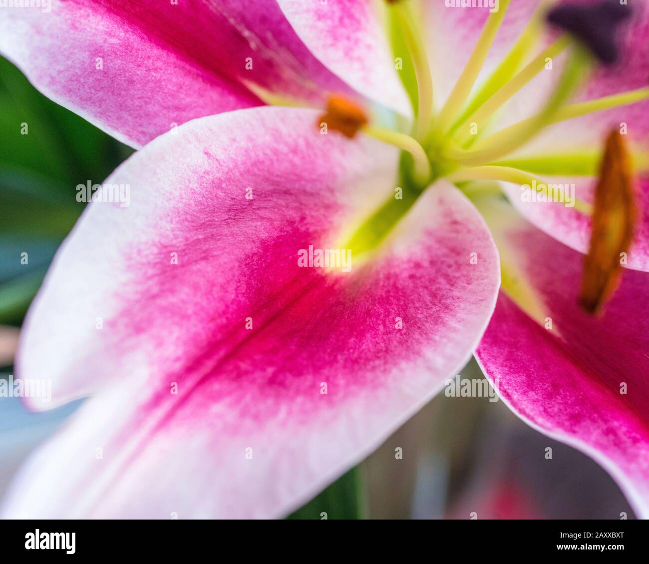 Close up of lilies hi-res stock photography and images - Alamy