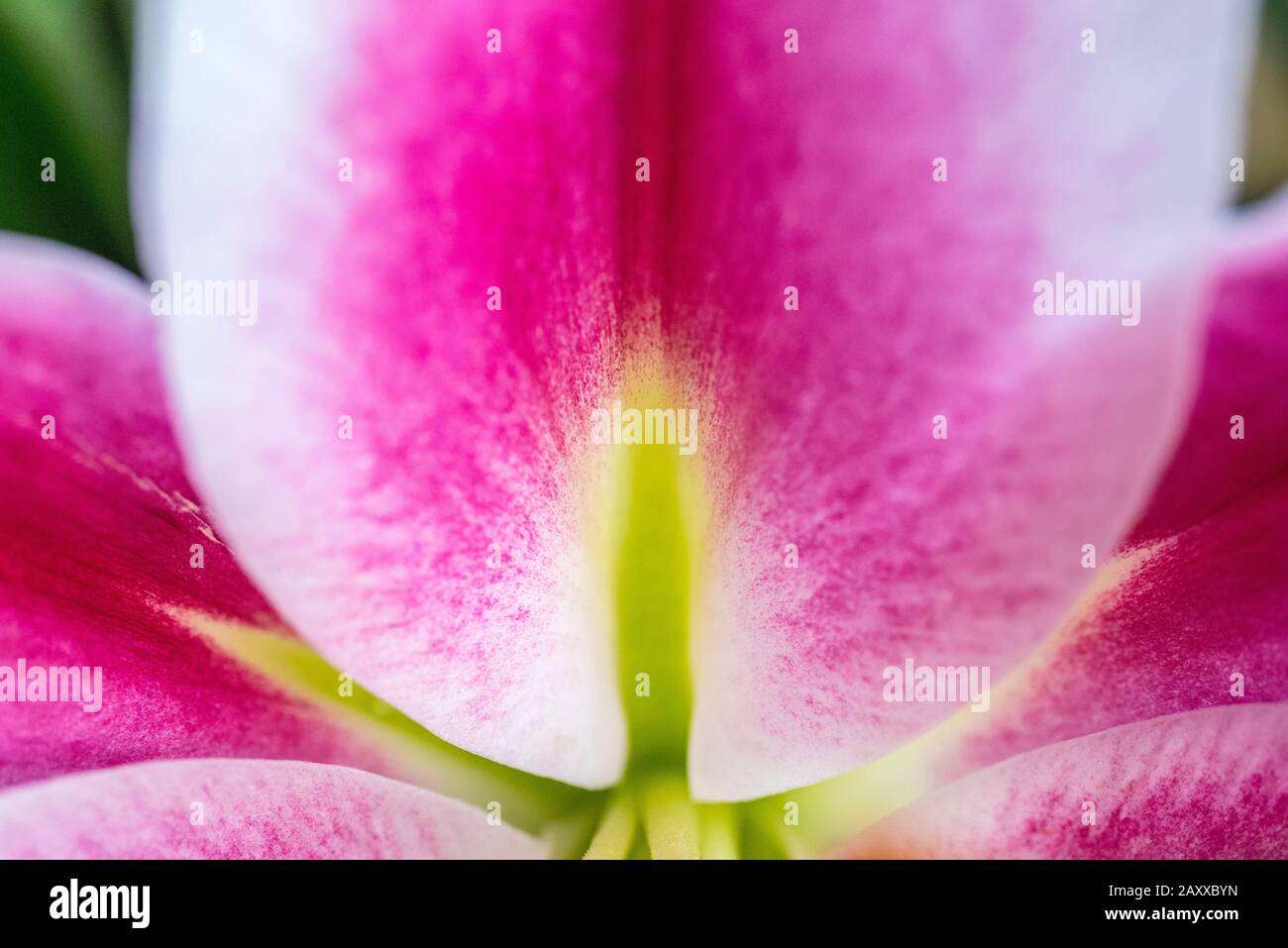 Extreme close up lilium hi-res stock photography and images - Alamy