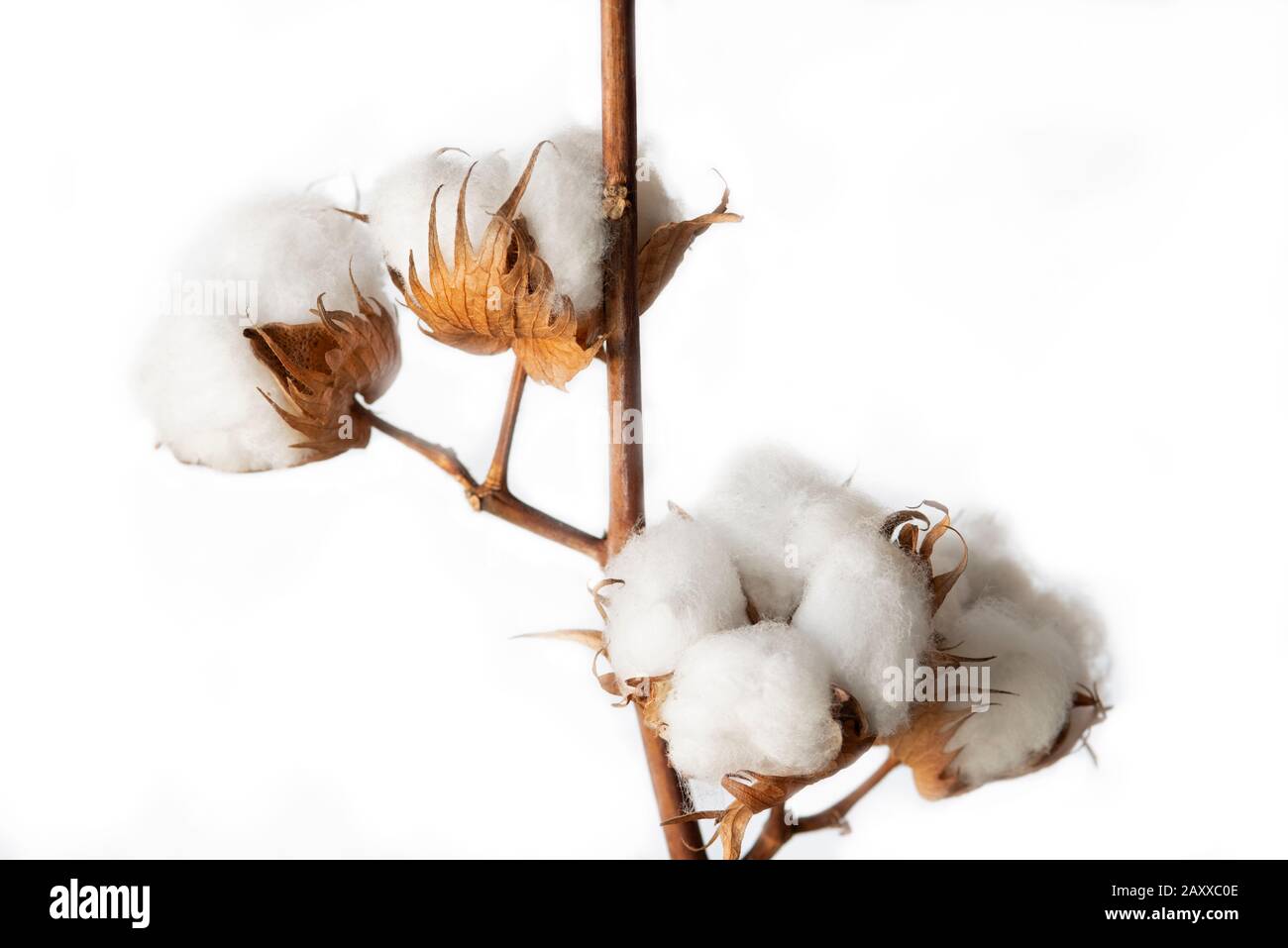 Cotton bud up close hi-res stock photography and images - Alamy