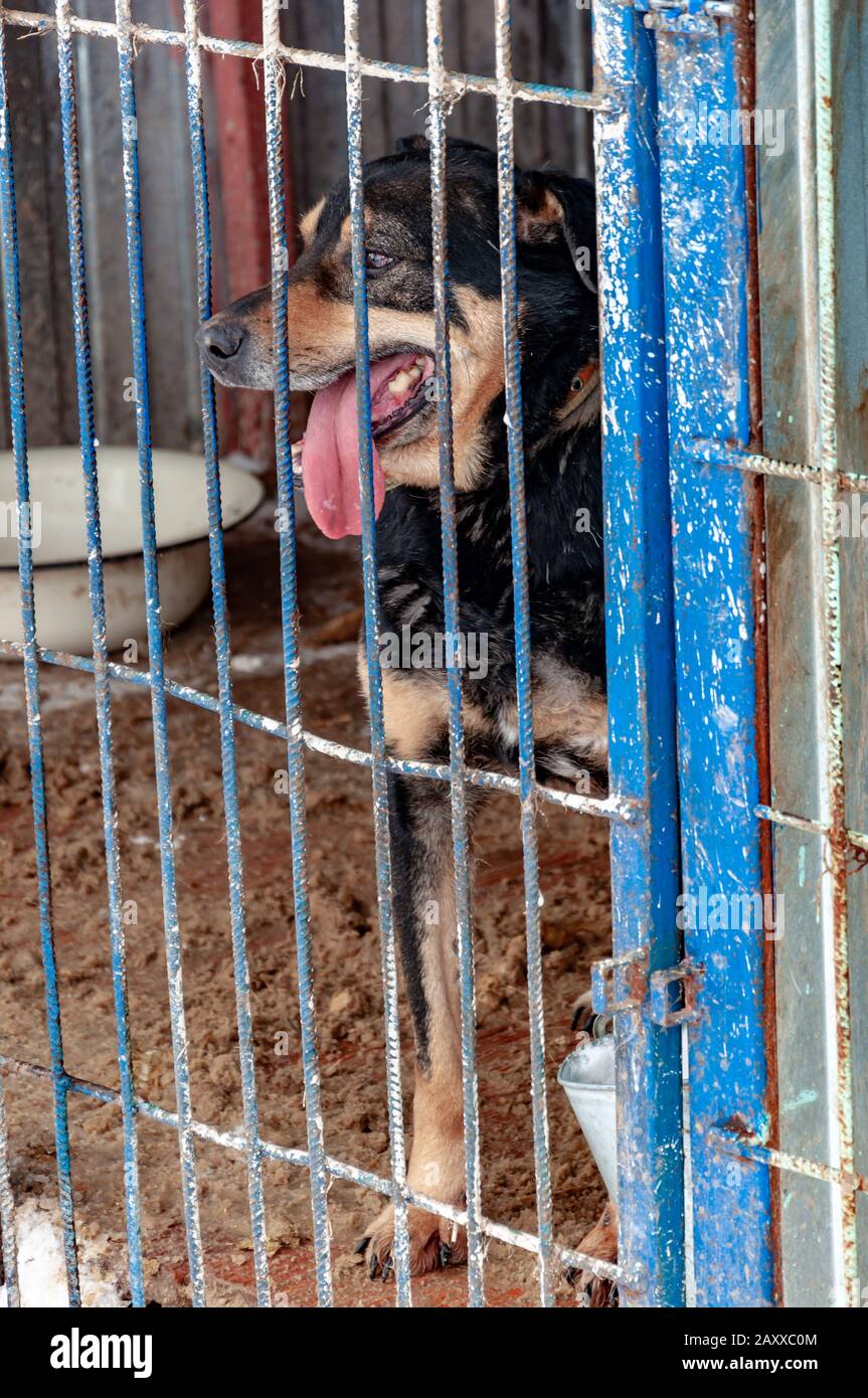A large, menacing dog in a doghouse behind bars in a shelter for ...