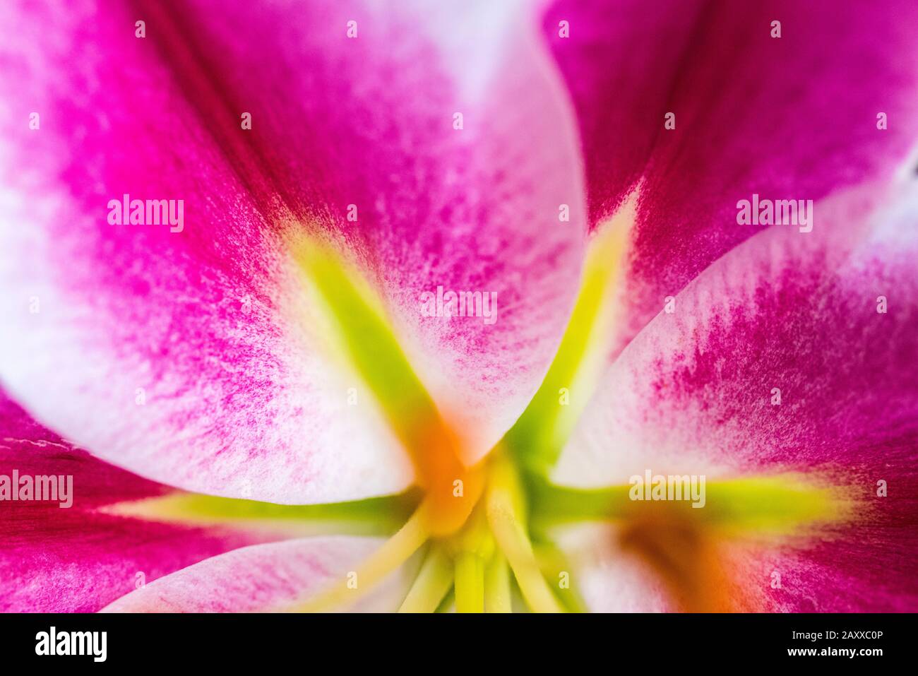 Close up of lilies hi-res stock photography and images - Alamy