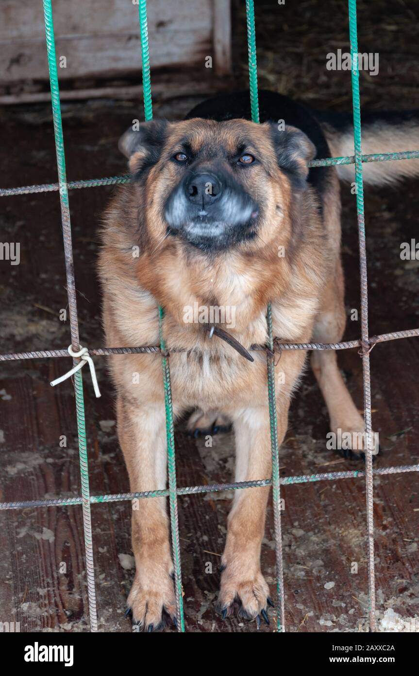 What Does It Mean That A Dog Is Menacing