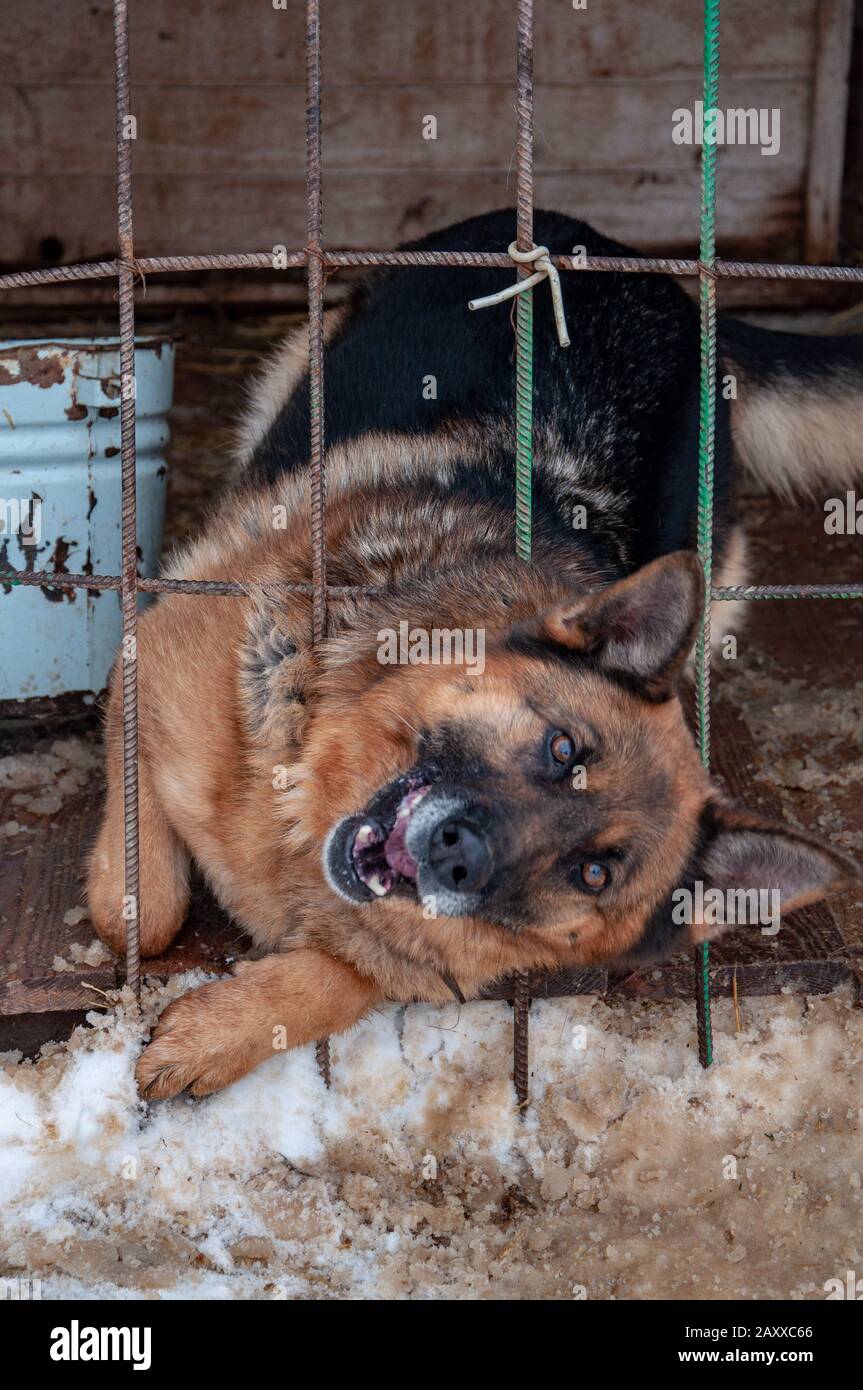 A large, beautiful, menacing dog in a doghouse at a homeless shelter ...