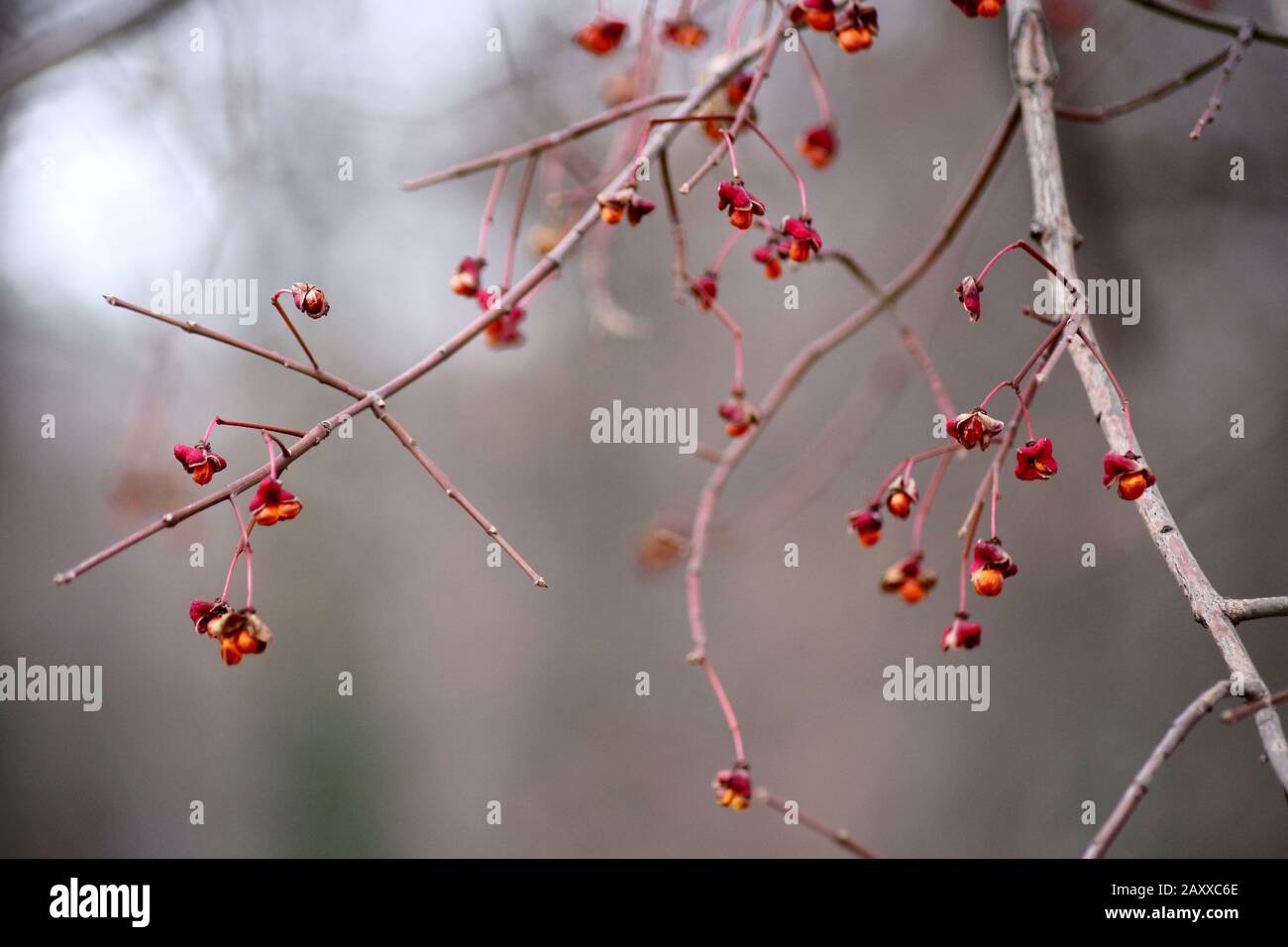 Pflaumembaum hi-res stock photography and images - Alamy