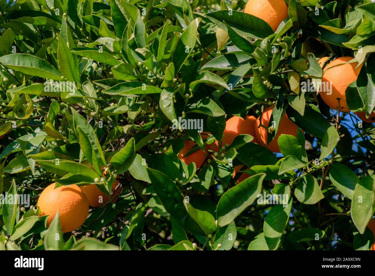 Orange tree close-up. Bright oranges on the tree on a sunny day. Citrus ...