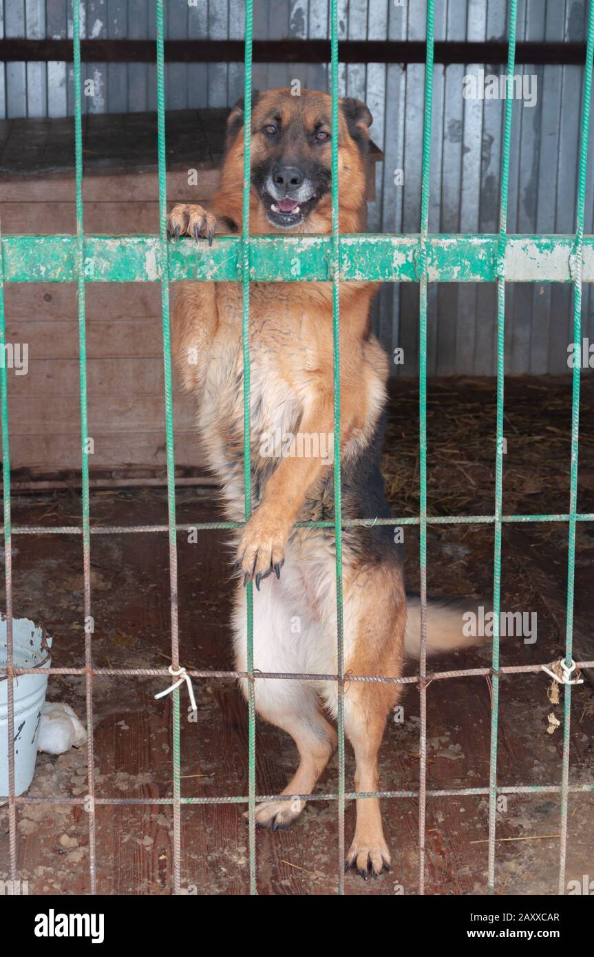 Fearsome dog hi-res stock photography and images - Alamy