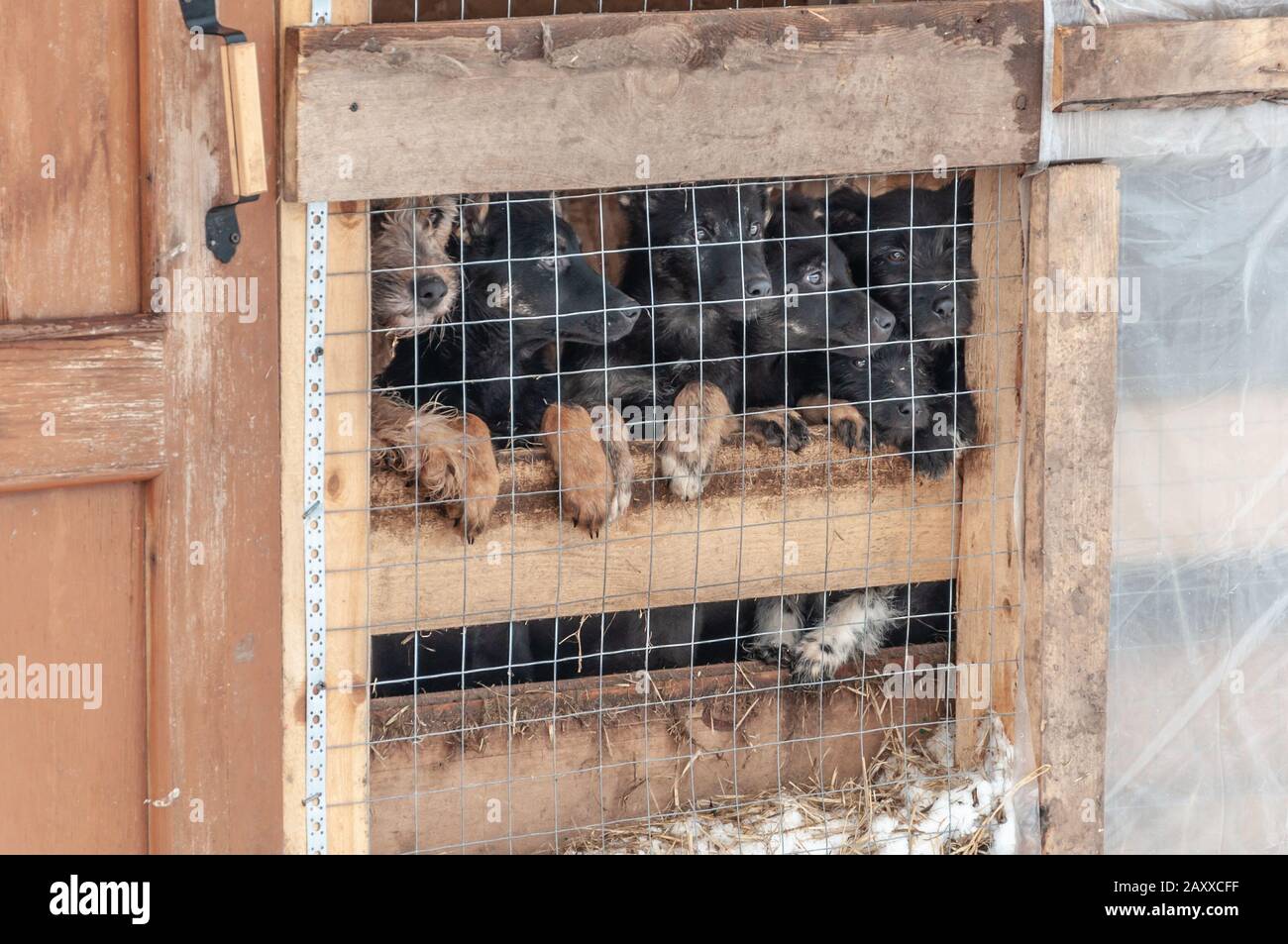 Dogs from shelter in cage hi-res stock photography and images - Alamy